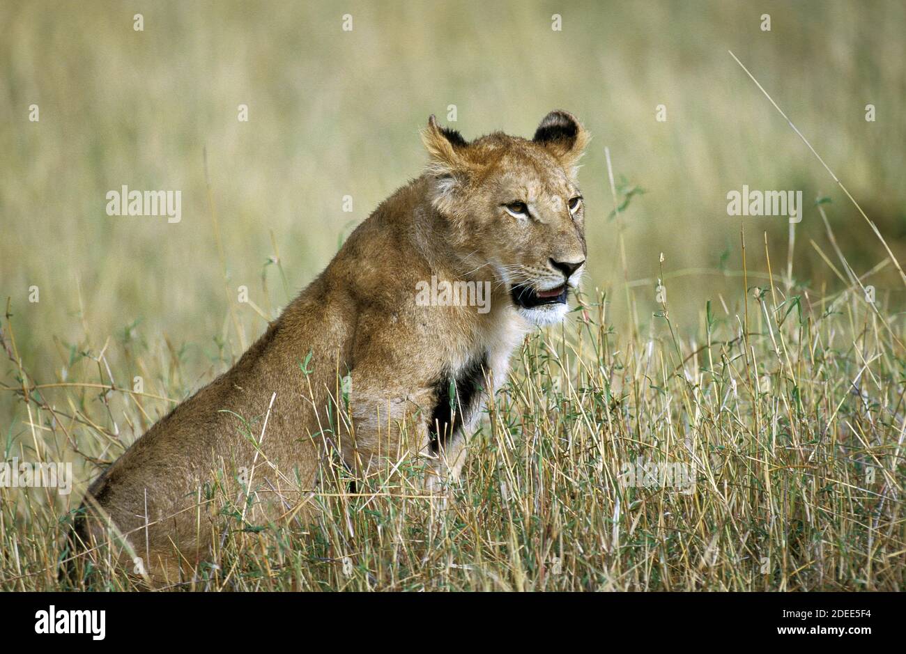 African Lion, panthera leo, Female sitting in Long Grass, Kenya Stock ...