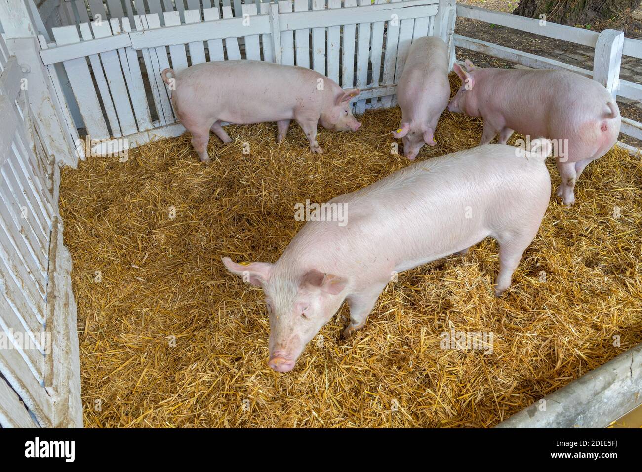 Pigs in Sty at Traditional Small Farm Stock Photo - Alamy
