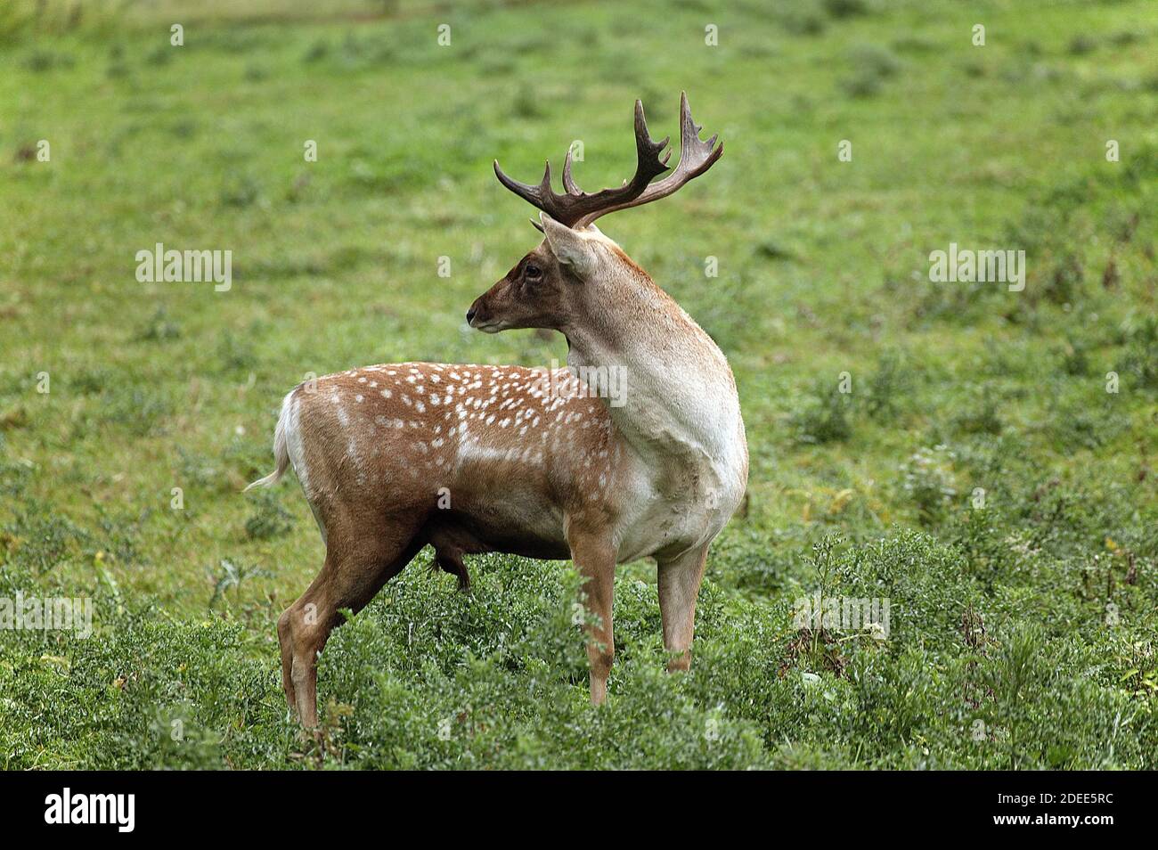 Persian Fallow Deer, dama mesopotamica, Male standing on Grass Stock ...