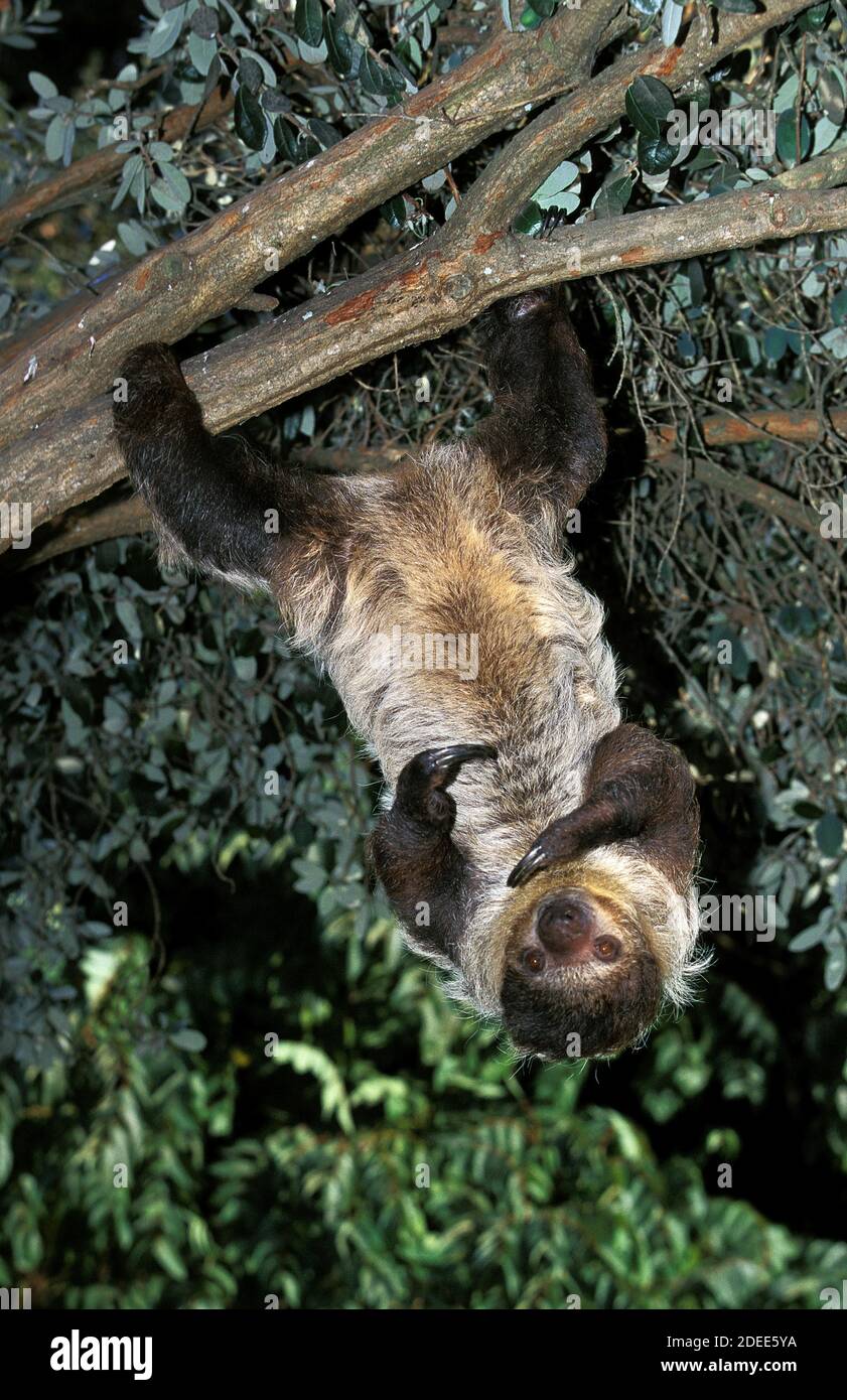 Maned Three Toed Sloth, bradypus torquatus, Adult hanging from Branch ...