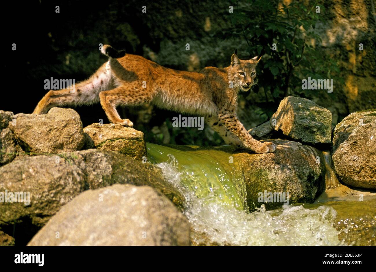 European Lynx, felis lynx, Adult crossing Stream Stock Photo - Alamy