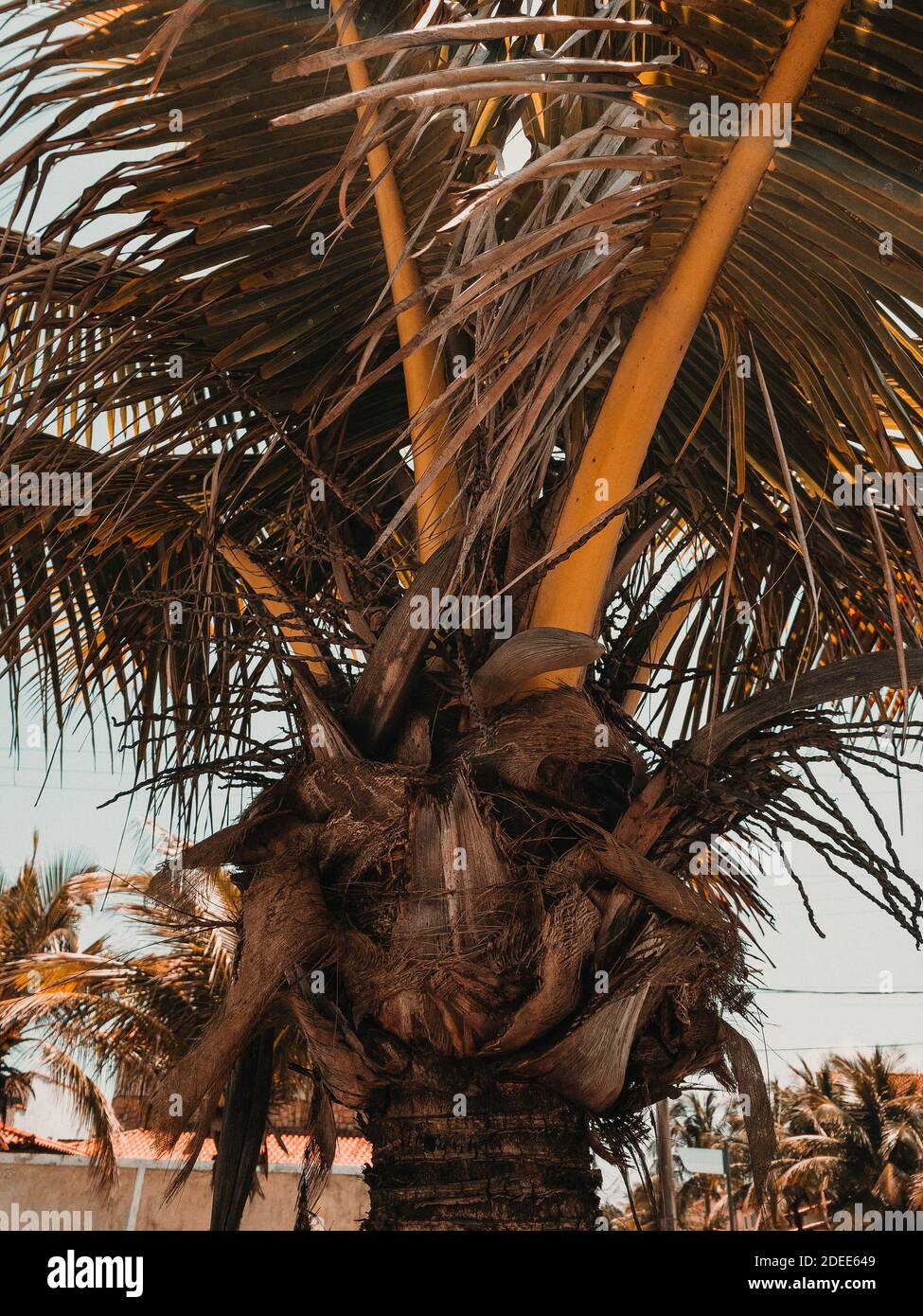 Young leaves coconut tree hi-res stock photography and images - Alamy
