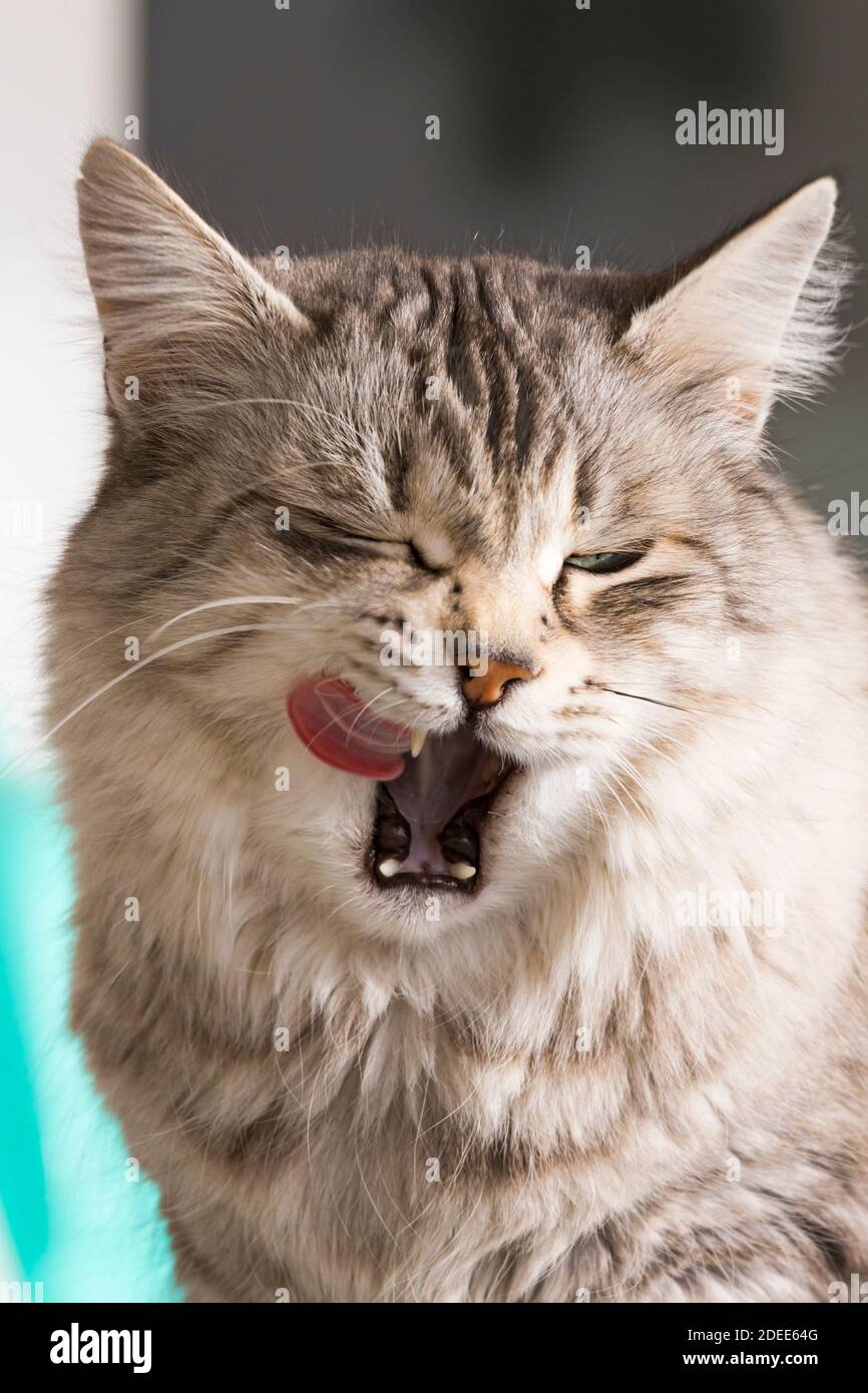 Pretty silver cat licking lips, siberian purebred female Stock Photo ...