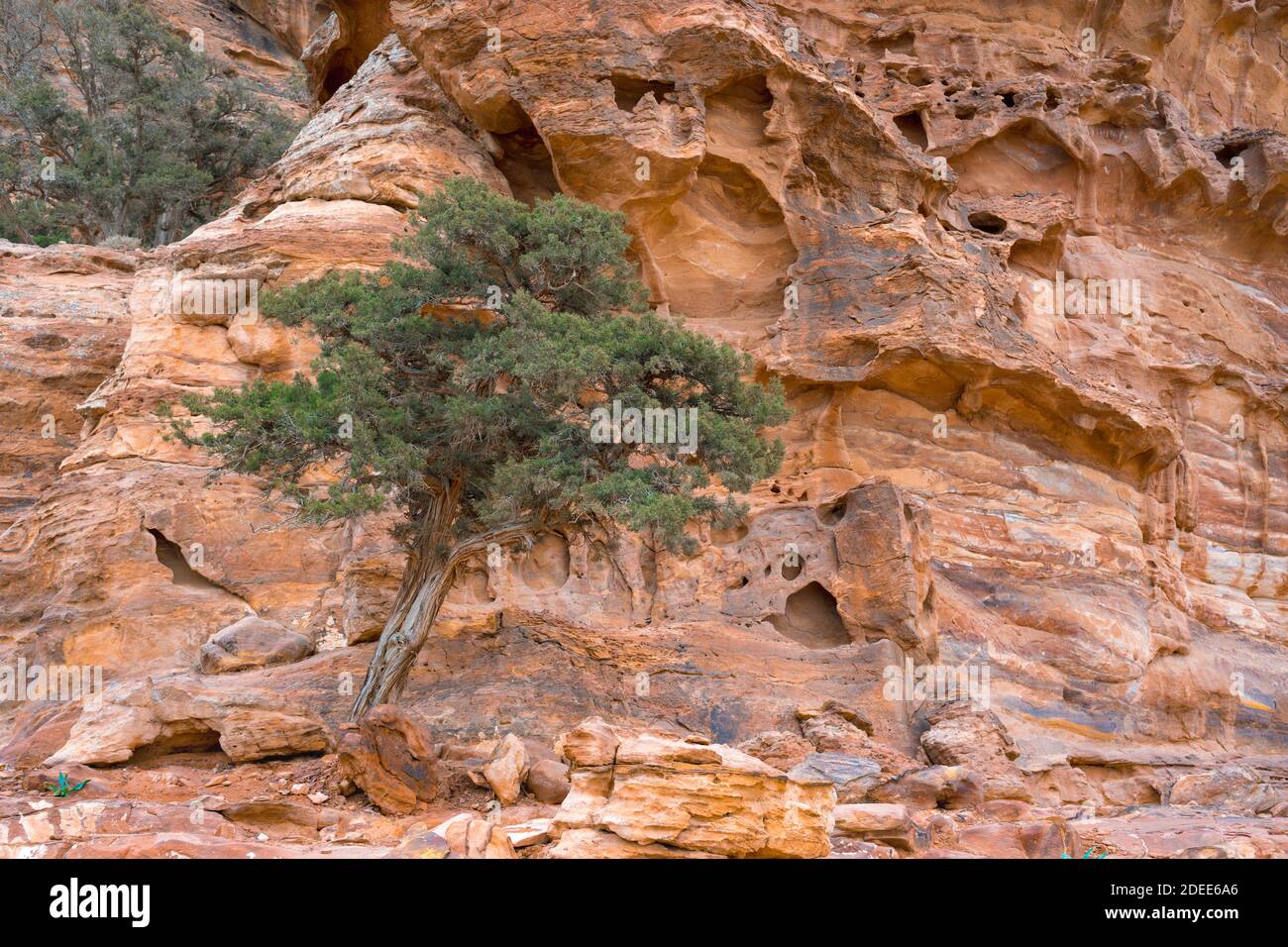A tree grown in the Petra Mountains, Jordan Stock Photo - Alamy