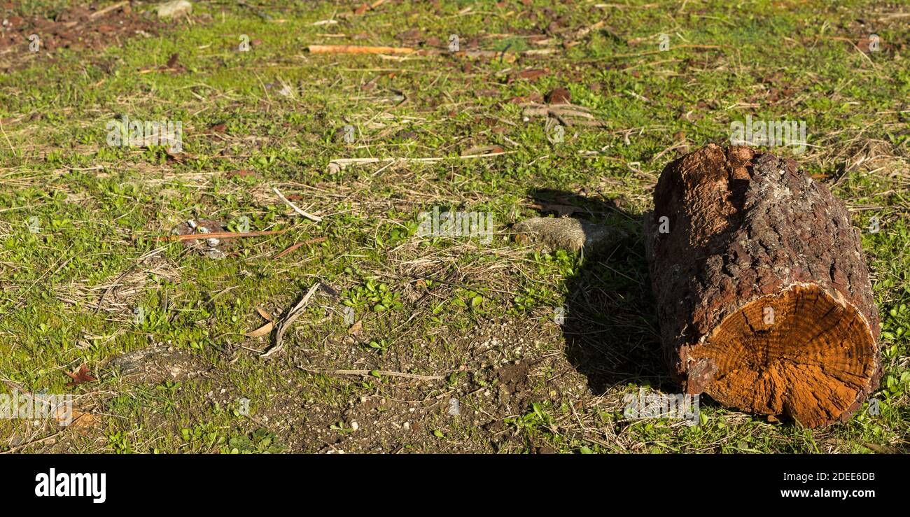 Aged pine tree log isolated. Copy space on the left Stock Photo - Alamy