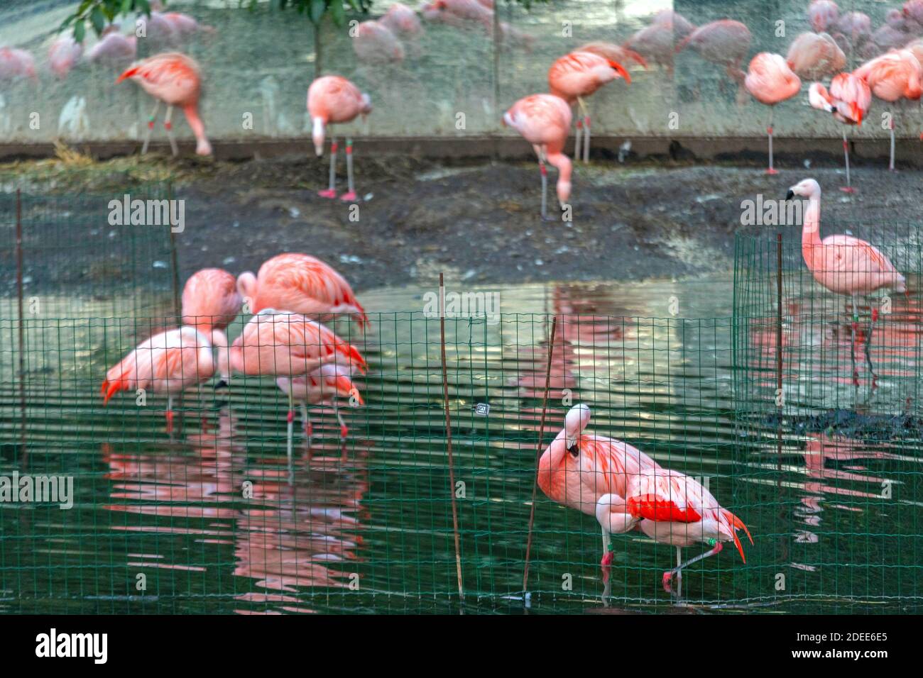 Pink Flamingos Birds in Zoo Water Pond Stock Photo - Alamy
