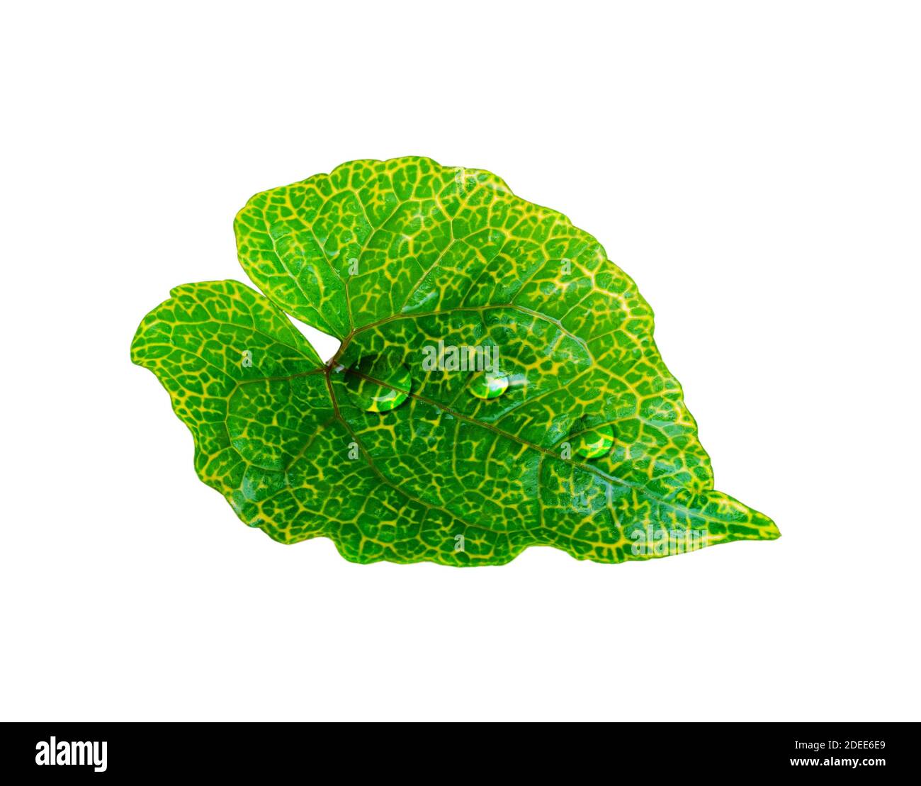 Tropical green leaf with drop water isolated on white background ...