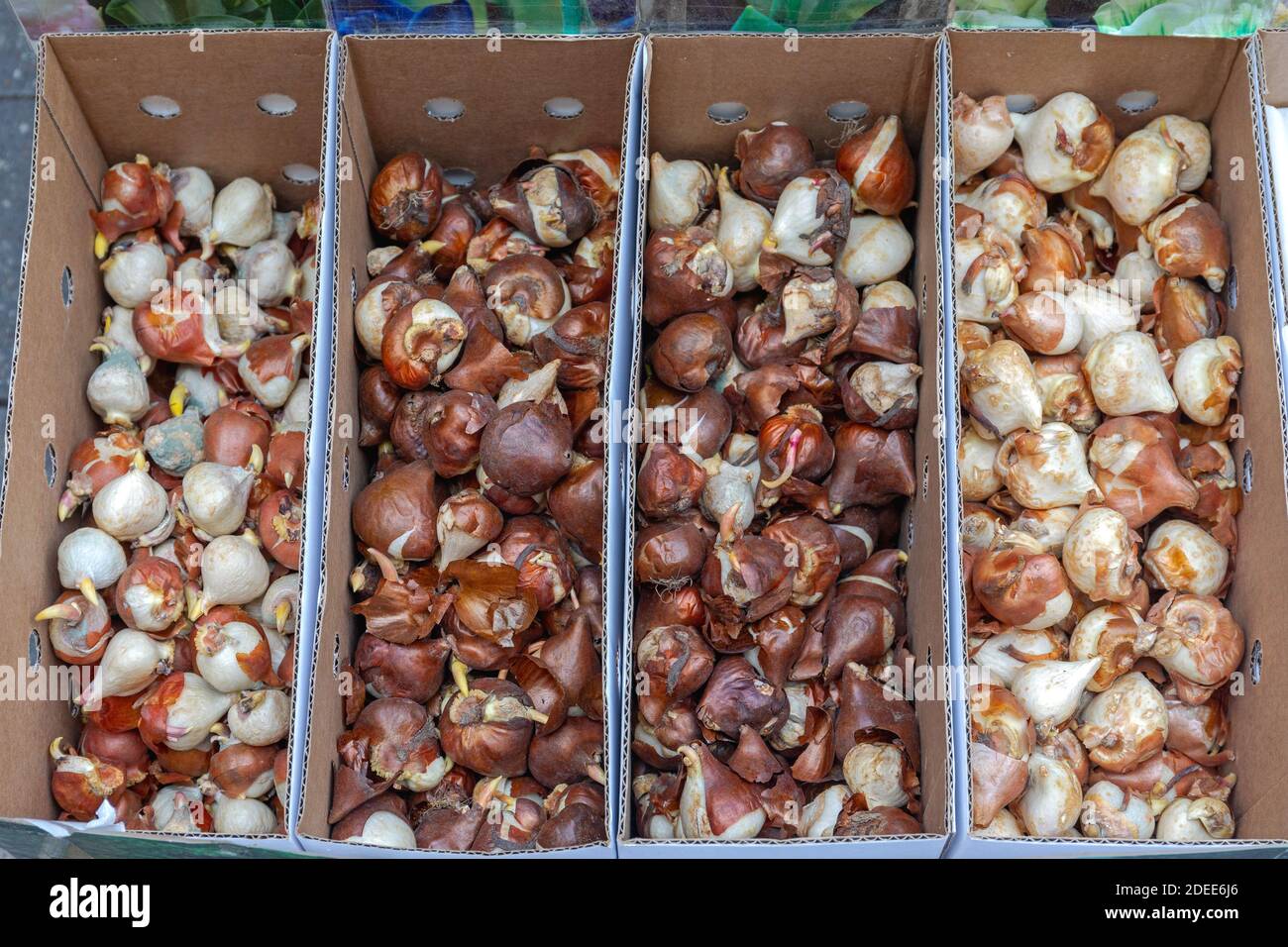 Bunch of Famous Holland Tulip Bulbs in Box Stock Photo - Alamy
