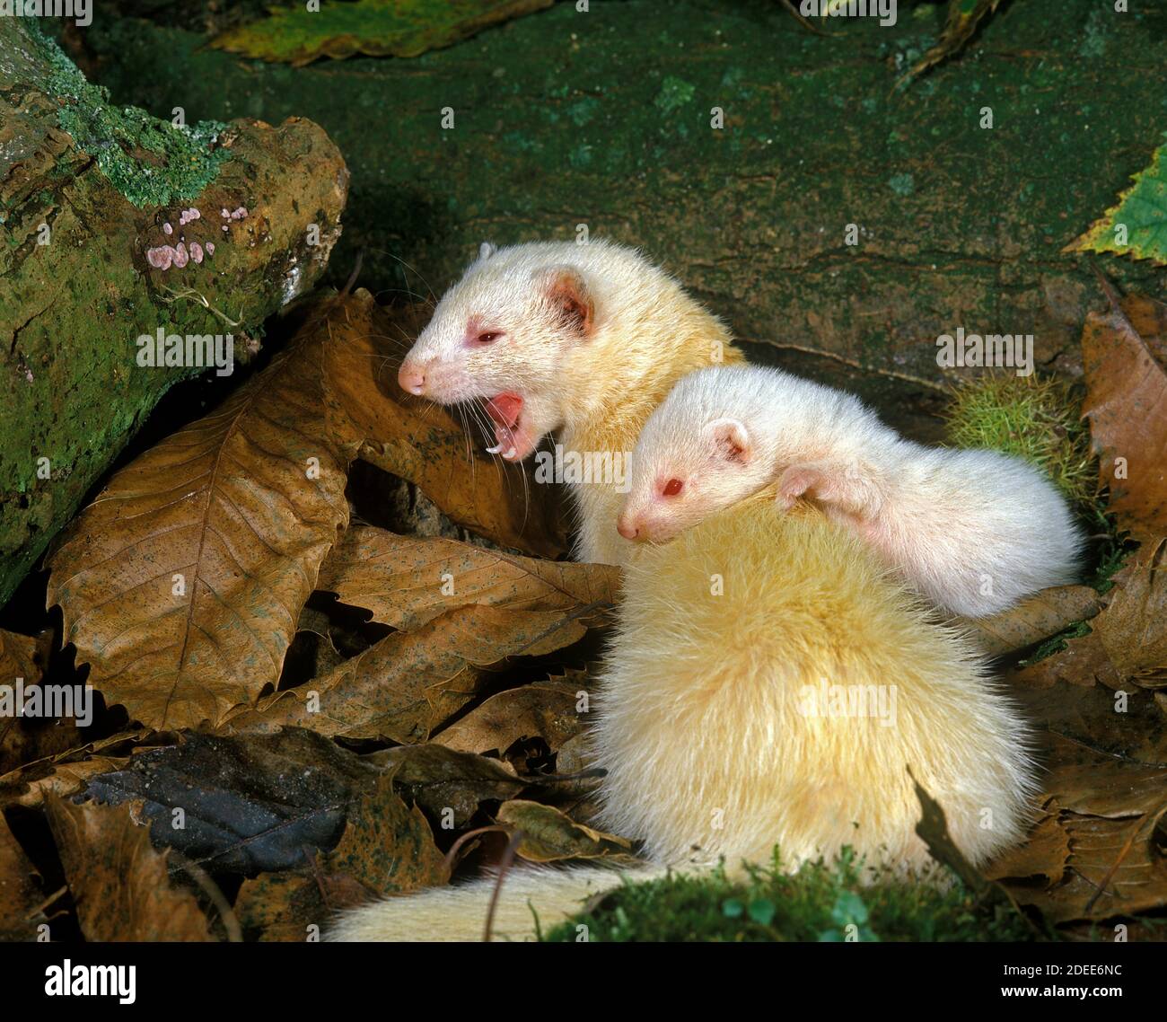 Ferret, mustela putorius furo, Female with Cub Stock Photo - Alamy
