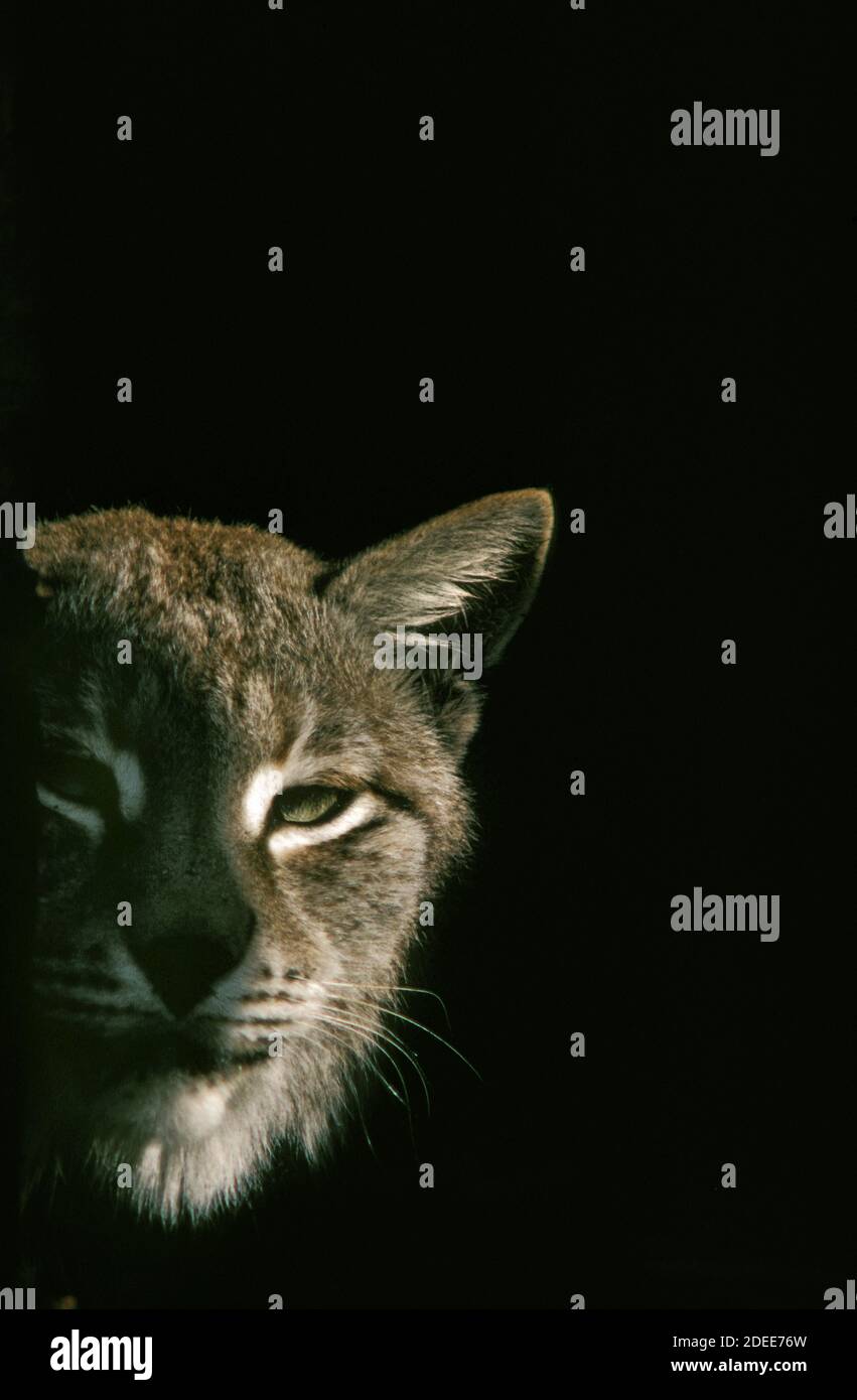 European Lynx, felis lynx, Portrait of Adult against Black Background ...