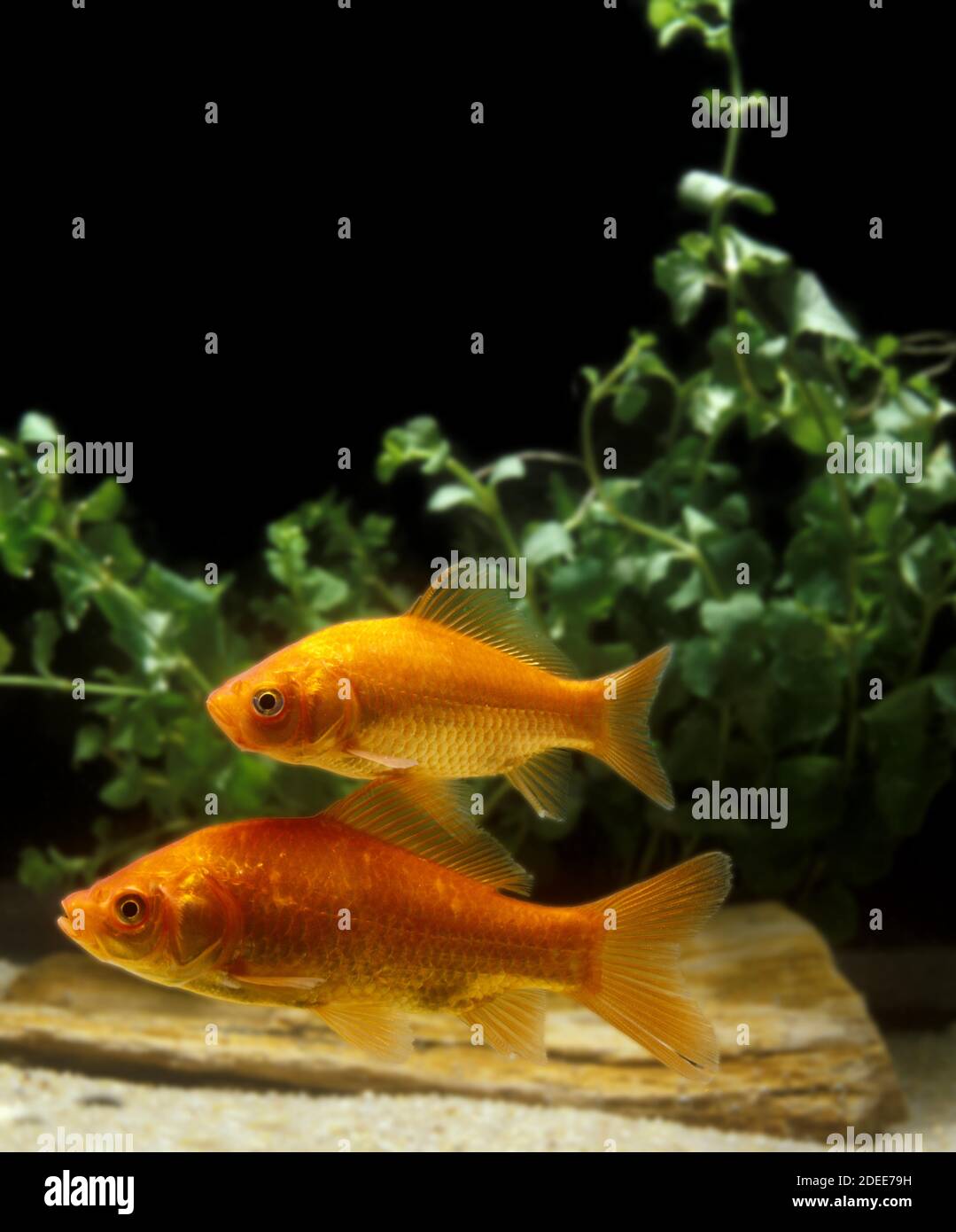 Carassius auratus aquarium hi-res stock photography and images - Alamy