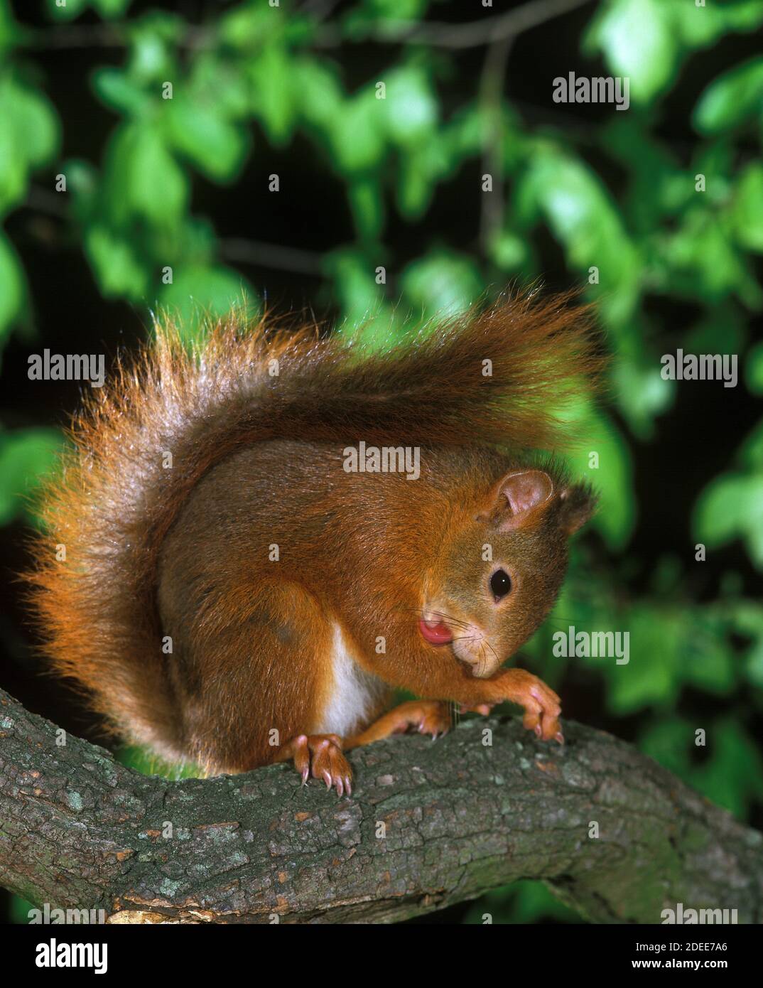 Red Squirrel, sciurus vulgaris, Male standing on Branch, Licking its ...