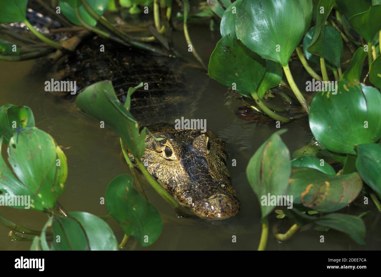 Broad Nosed Caiman, caiman latirostris, Adult standing in Swamp ...