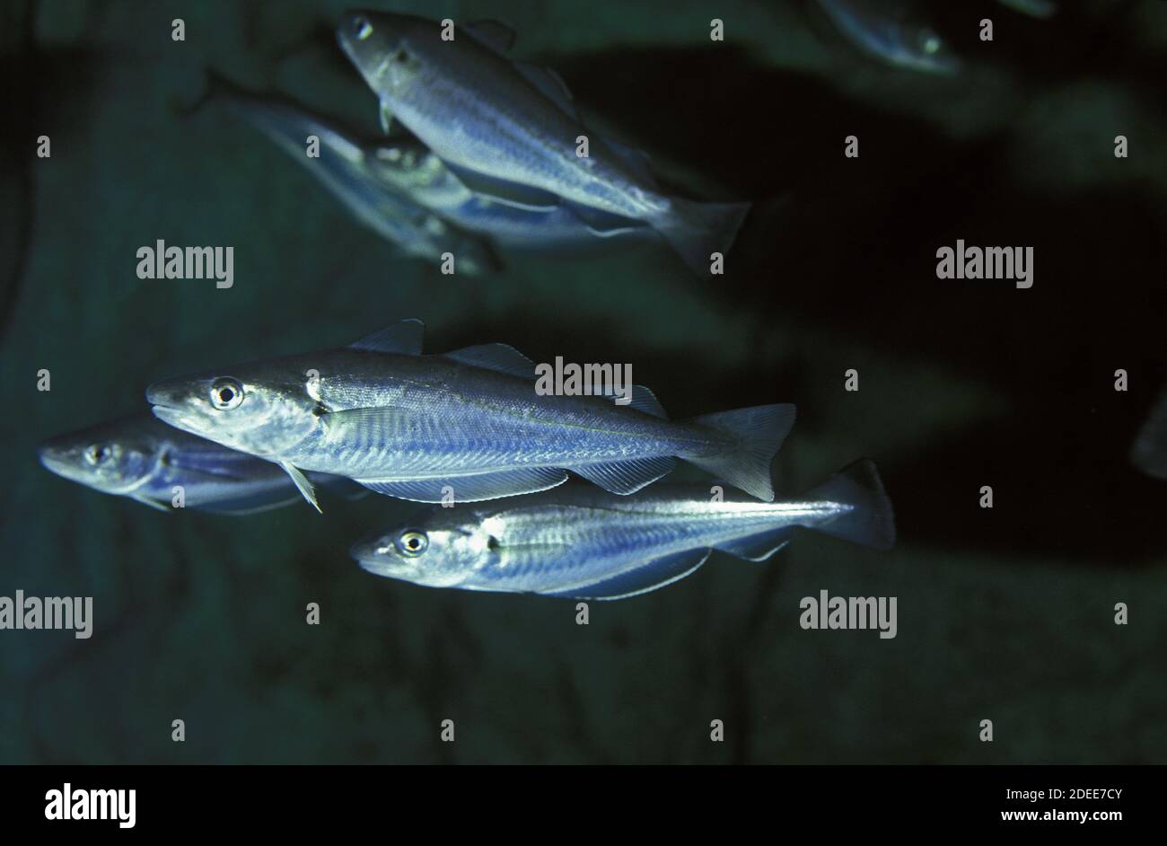 Whiting, merlangius merlangus Stock Photo - Alamy