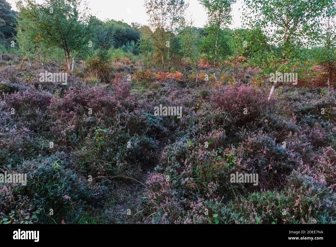 England, Surrey, Cobham, Chatley Heath, Autumn Colours Stock Photo - Alamy