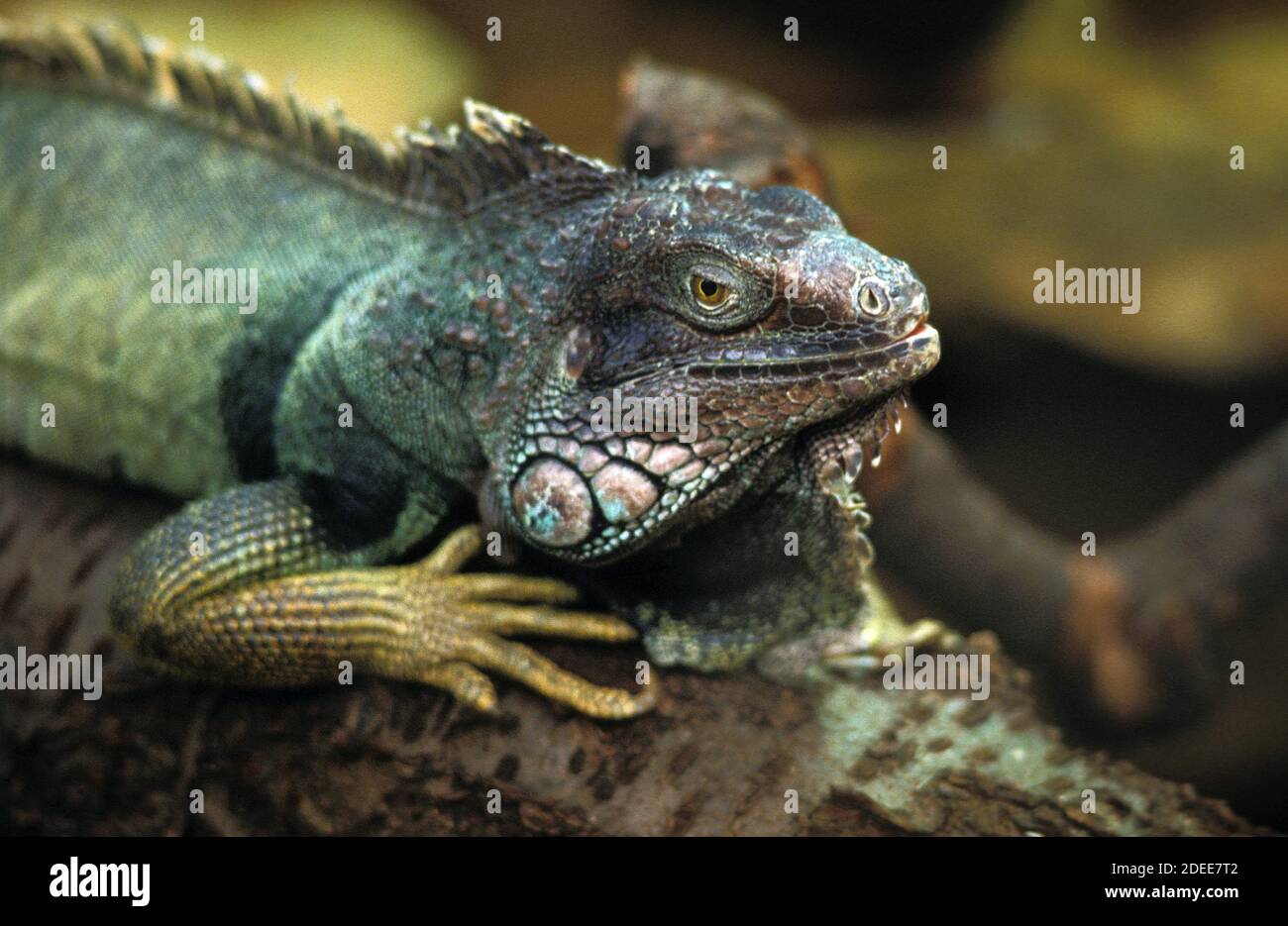 Green Iguana, iguana iguana, Adult standing on Branch Stock Photo - Alamy