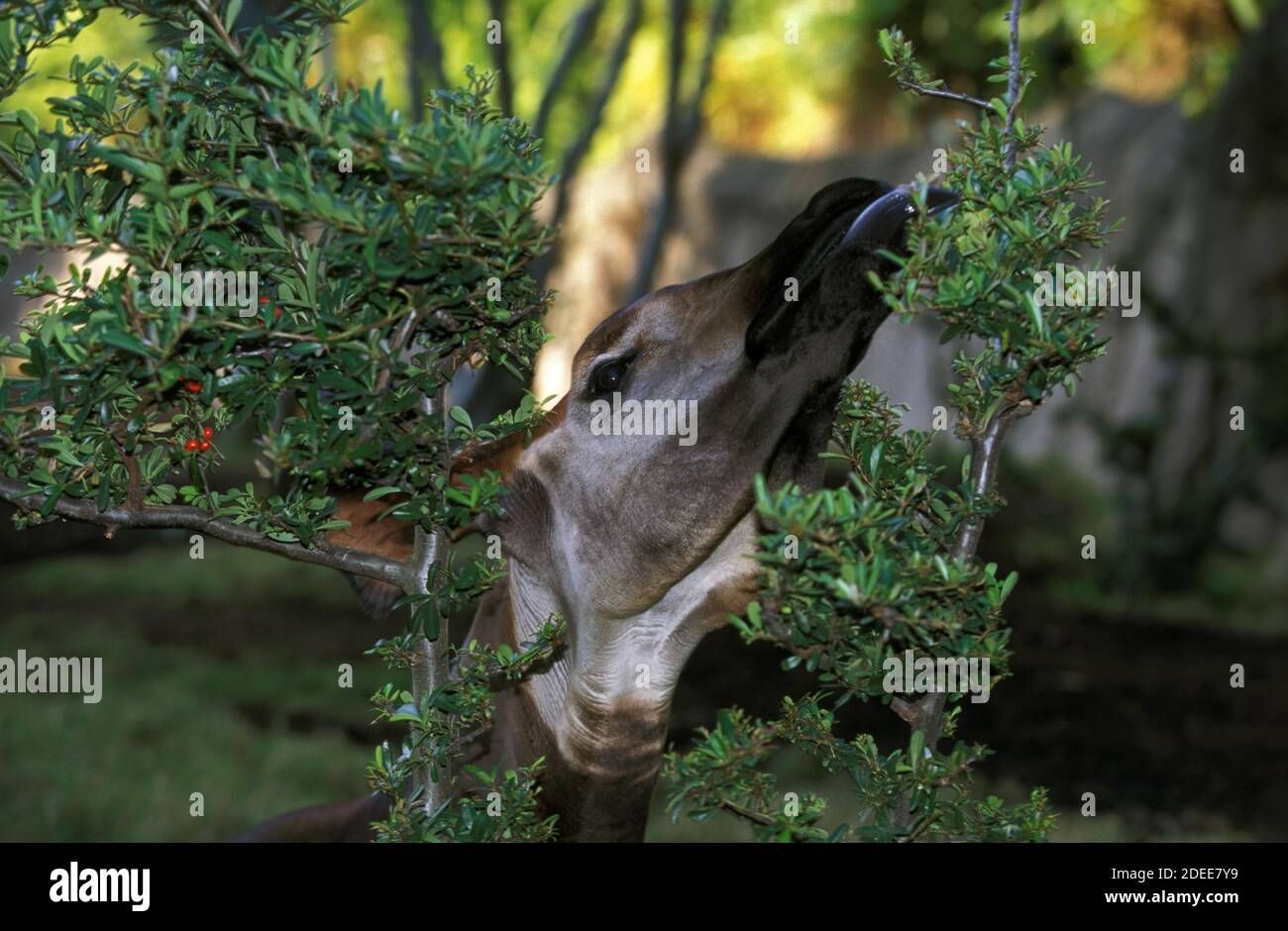 Okapi eating leaves hi-res stock photography and images - Alamy