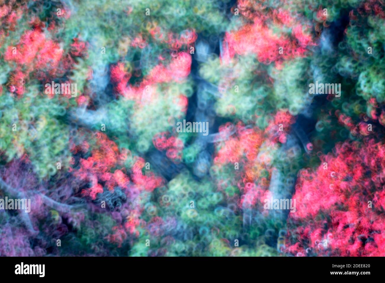 Autumnal coloration of cornicabras (Pistacia terebinthus) in Alcocer ...