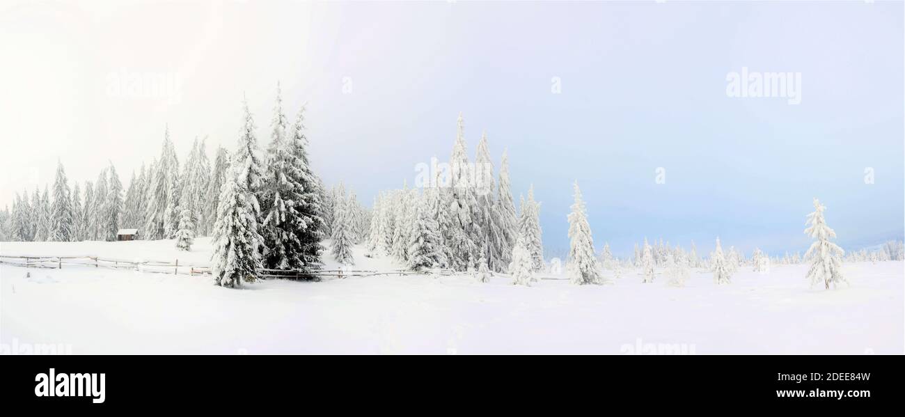 A view of a clump of pine trees covered with snow in a field during ...