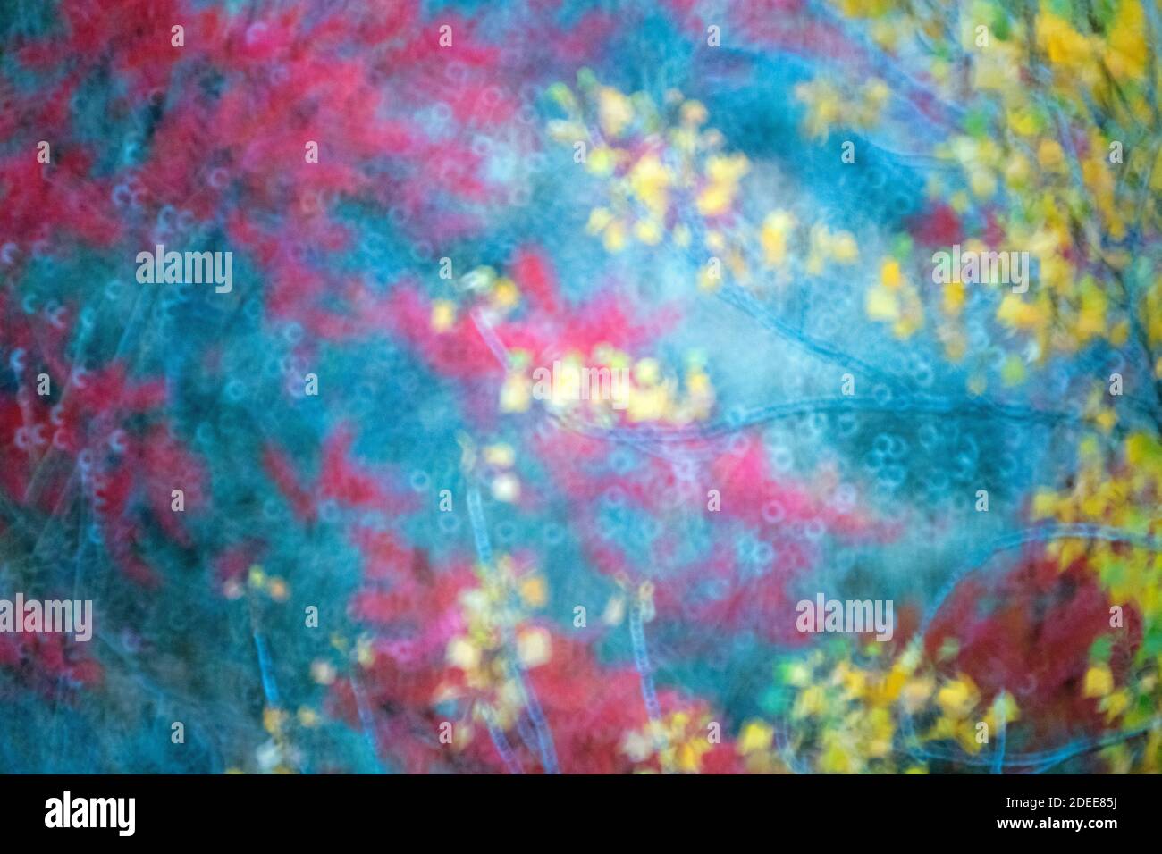 Autumnal coloration of cornicabras (Pistacia terebinthus) in Alcocer ...