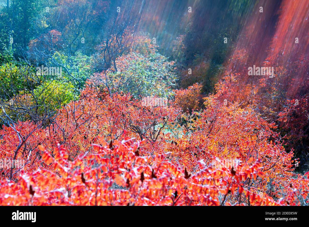 Autumnal coloration of cornicabras (Pistacia terebinthus) in Alcocer ...