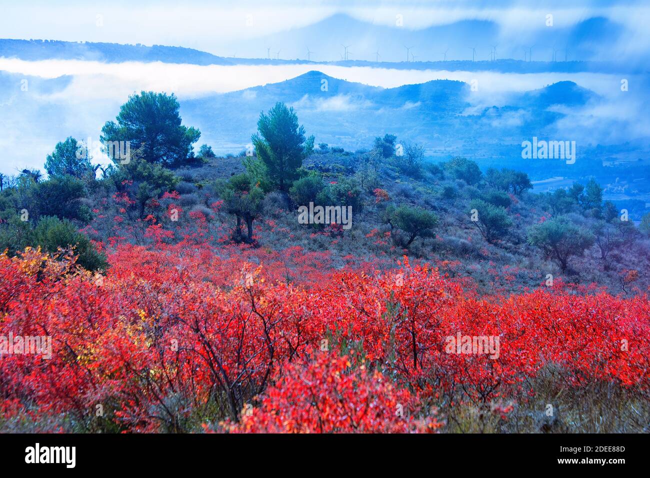 Autumnal coloration of cornicabras (Pistacia terebinthus) in Alcocer ...