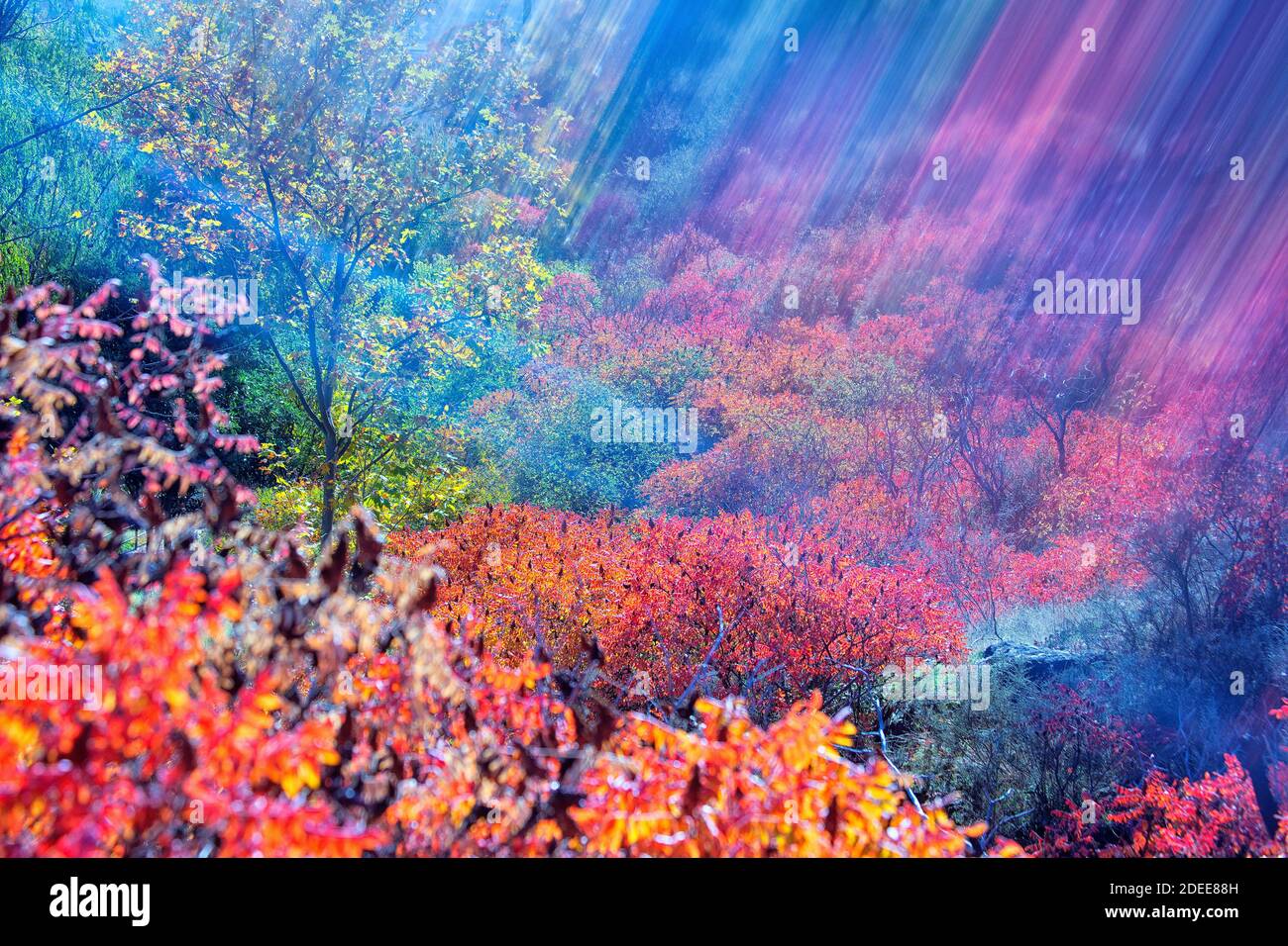 Autumnal coloration of cornicabras (Pistacia terebinthus) in Alcocer ...