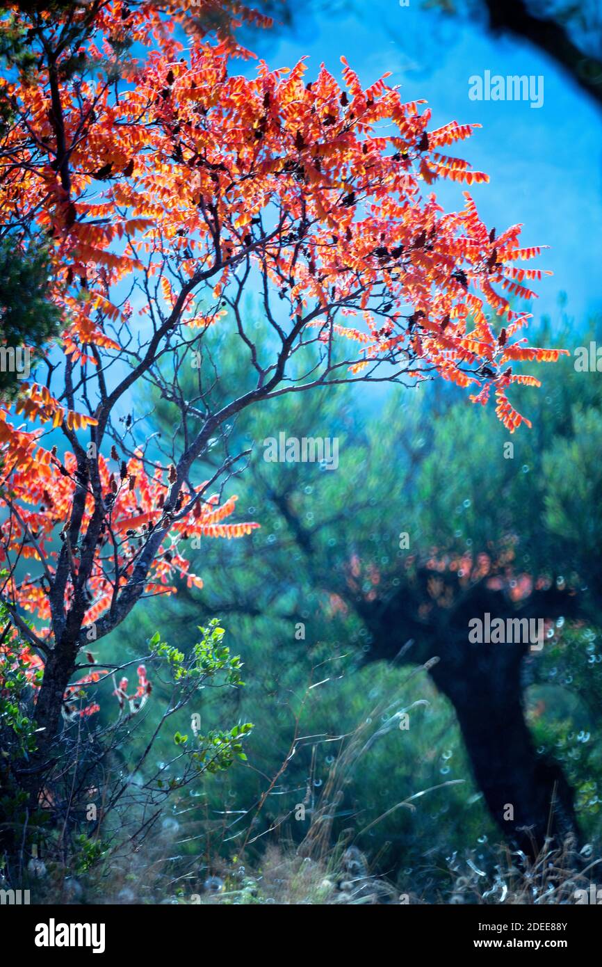 Autumnal coloration of cornicabras (Pistacia terebinthus) in Alcocer ...