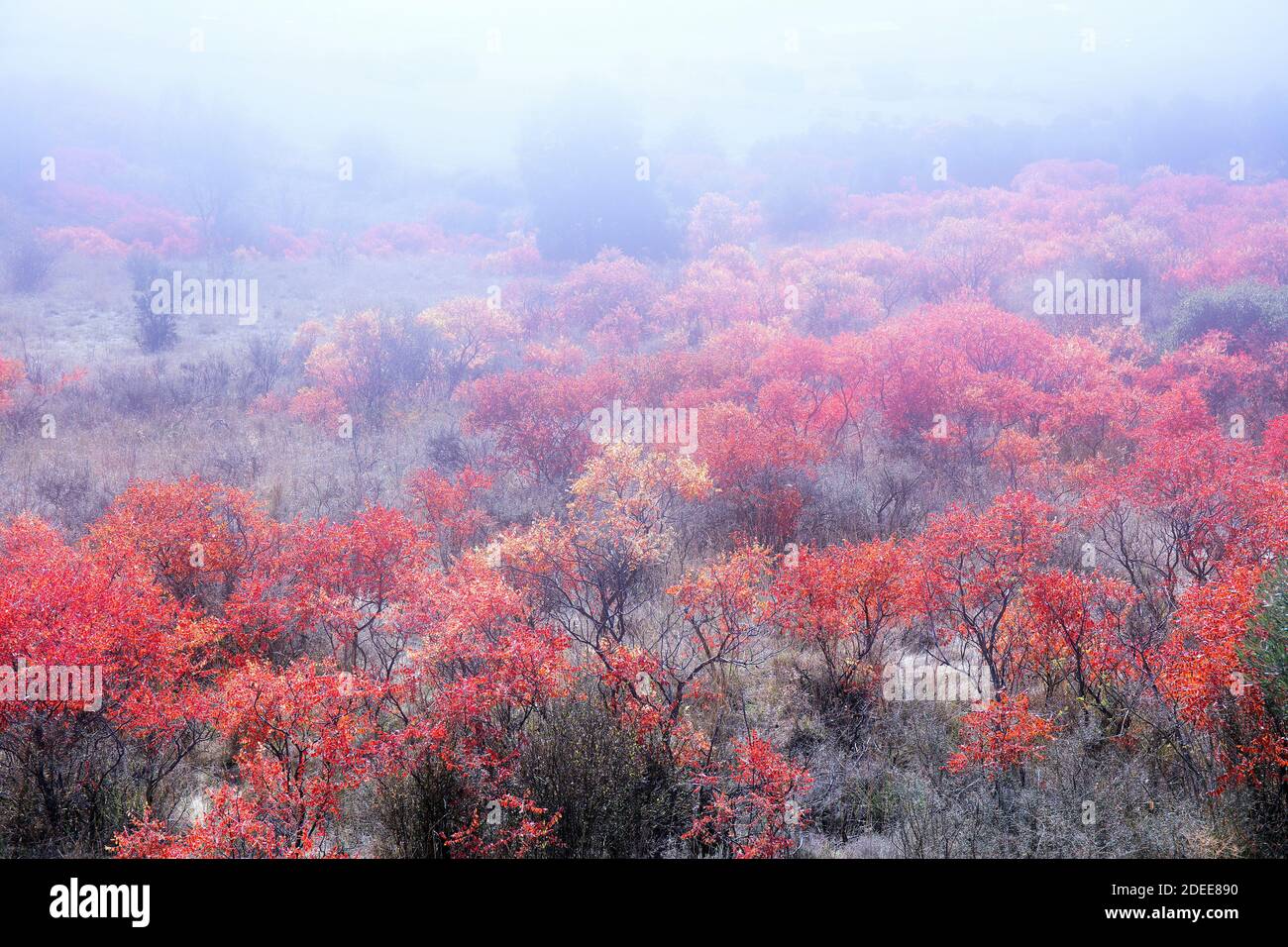Autumnal coloration of cornicabras (Pistacia terebinthus) in Alcocer ...