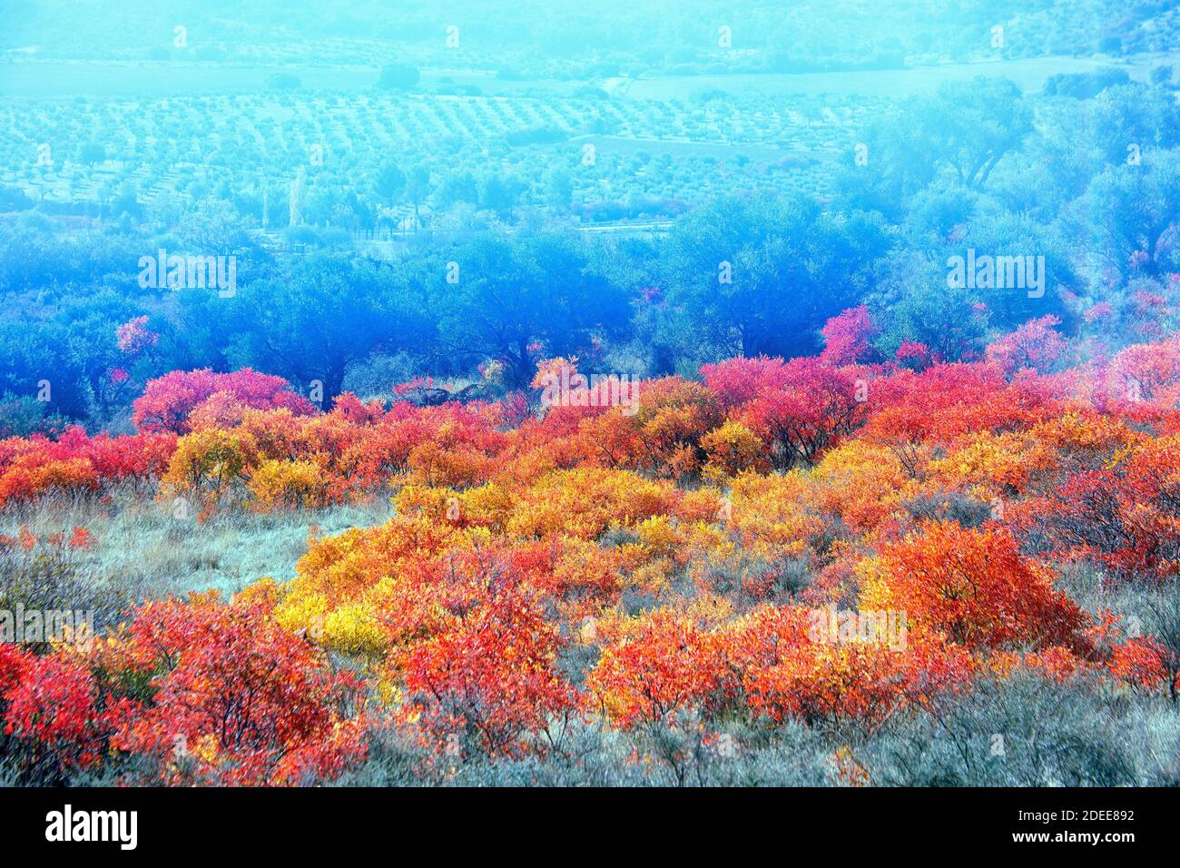 Autumnal coloration of cornicabras (Pistacia terebinthus) in Alcocer ...