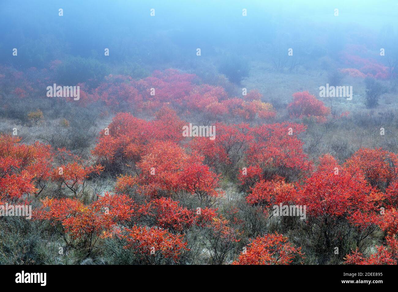 Autumnal coloration of cornicabras (Pistacia terebinthus) in Alcocer ...