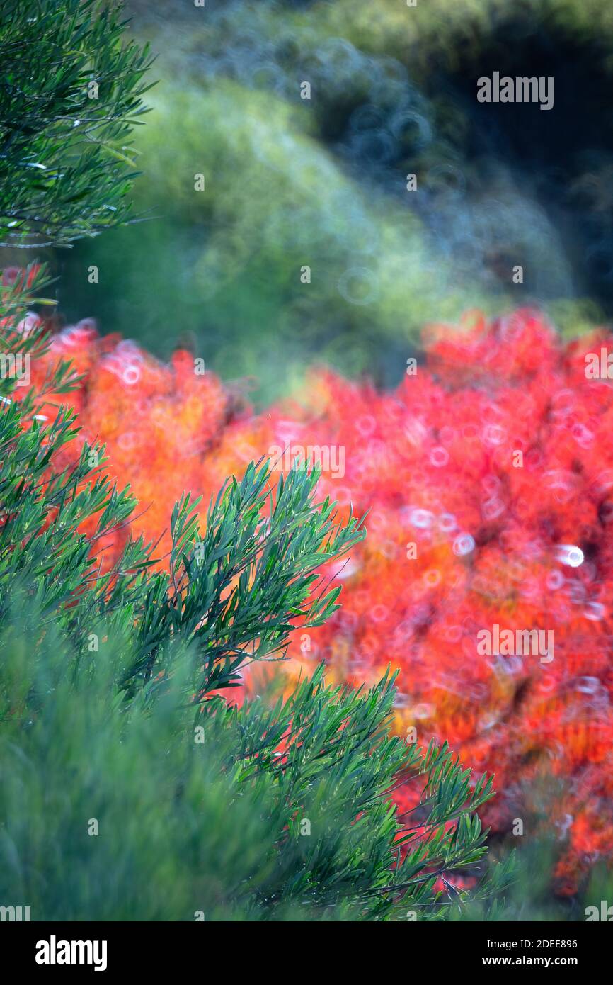 Autumnal coloration of cornicabras (Pistacia terebinthus) in Alcocer ...