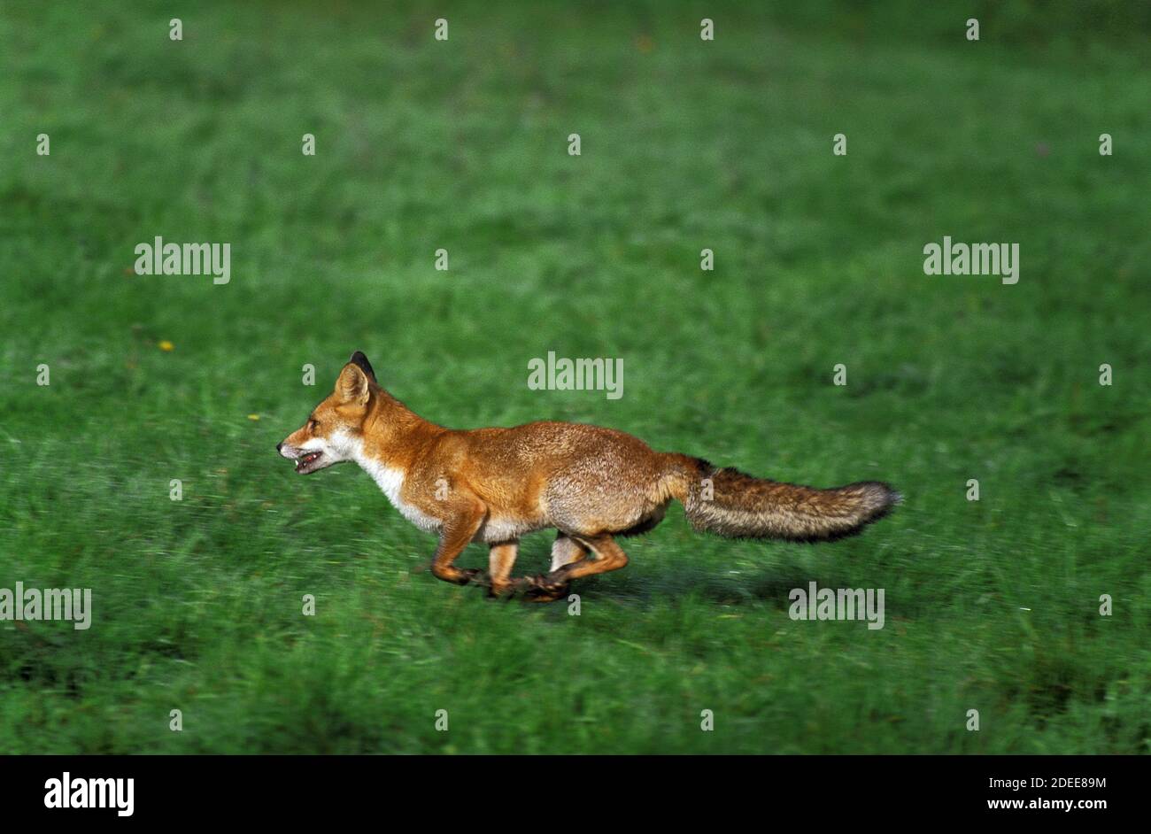 Red Fox, vulpes vulpes, Adult running through Field, Normandy Stock Photo - Alamy