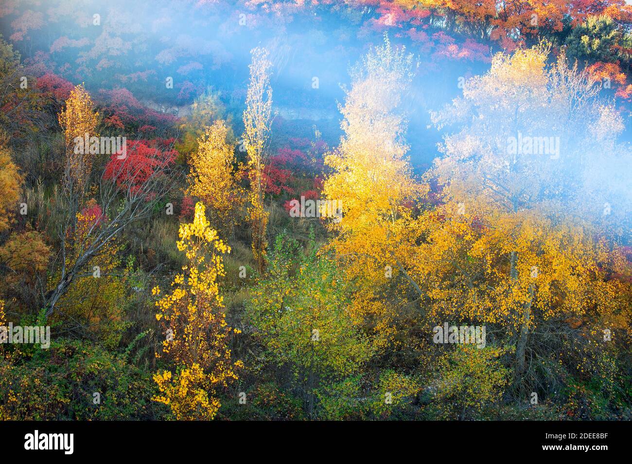 Autumnal coloration of cornicabras (Pistacia terebinthus) in Alcocer ...