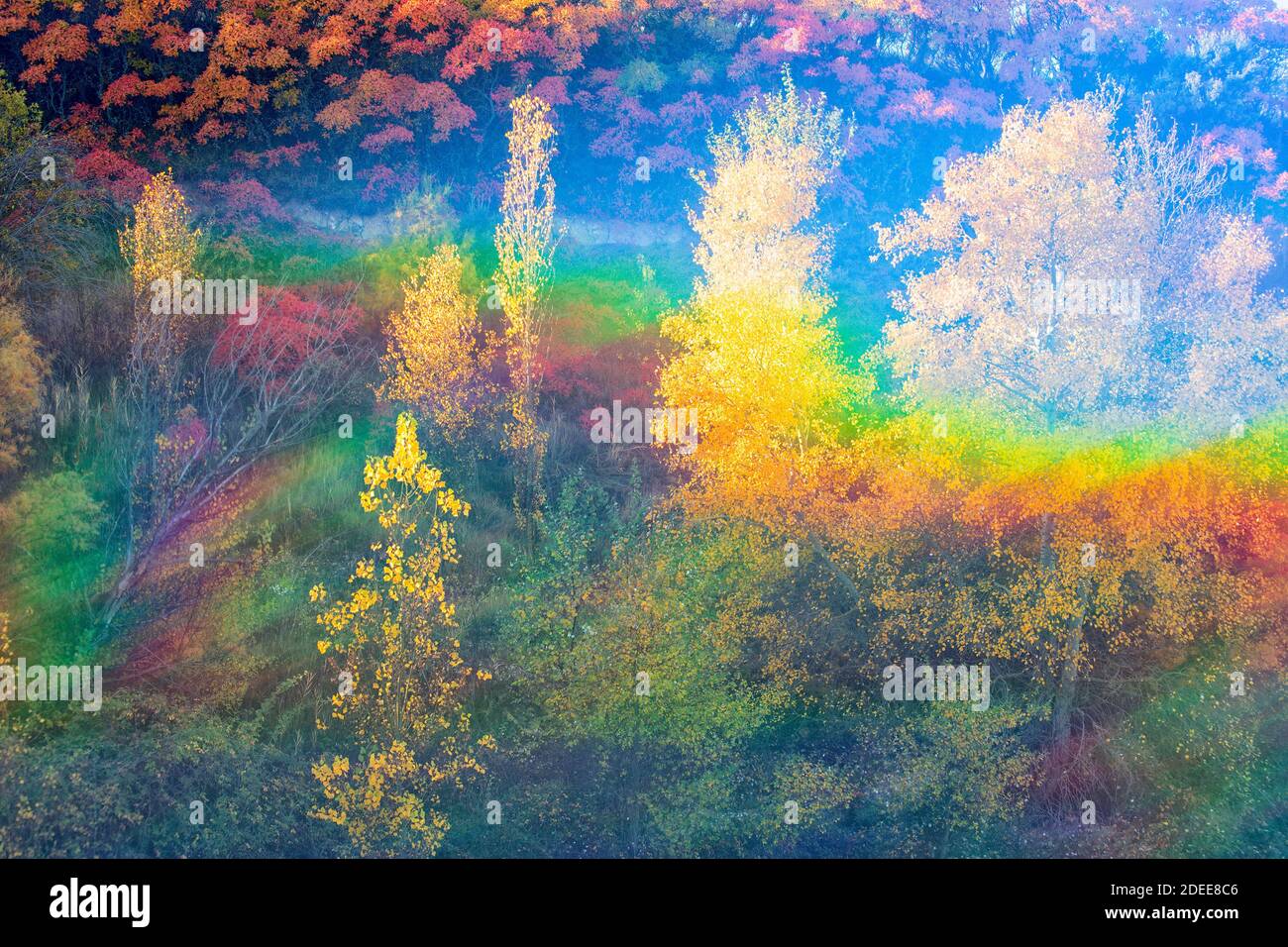 Autumnal coloration of cornicabras (Pistacia terebinthus) in Alcocer ...
