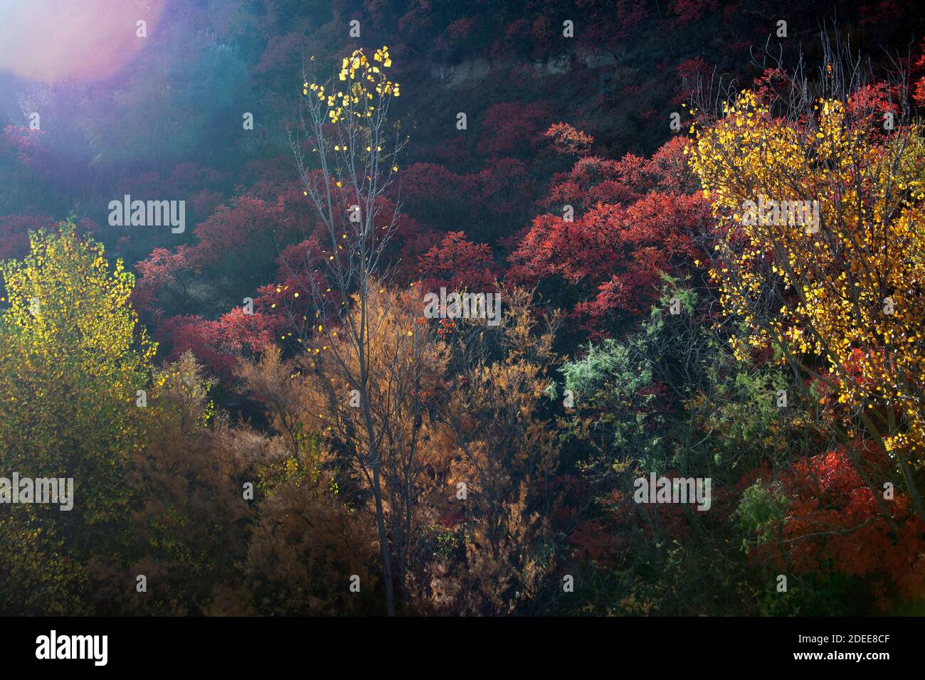 Autumnal coloration of cornicabras (Pistacia terebinthus) in Alcocer ...