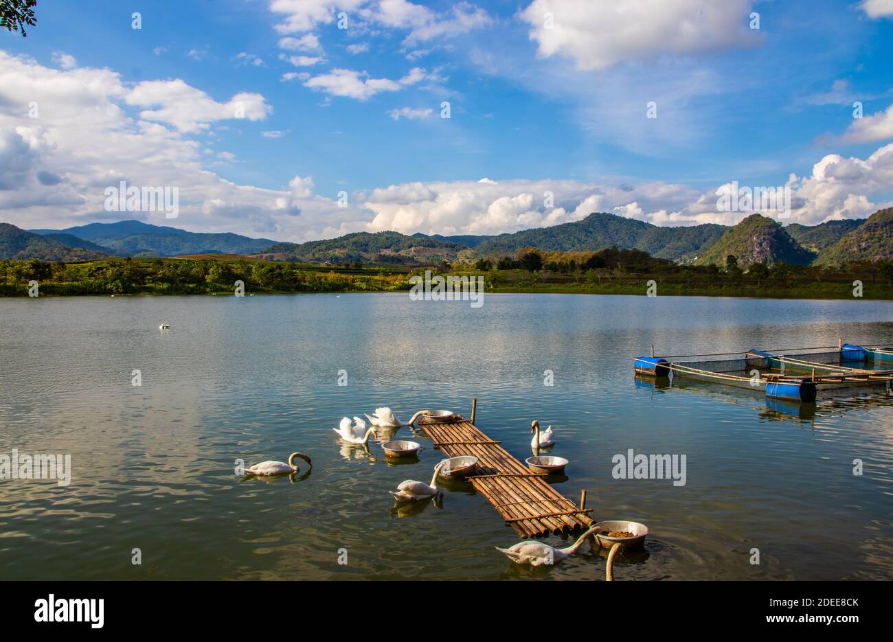Swans by a lake in Chiang Rai North Thailand Asia Stock Photo - Alamy
