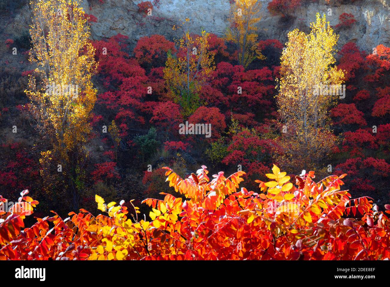 Autumnal coloration of cornicabras (Pistacia terebinthus) in Alcocer ...