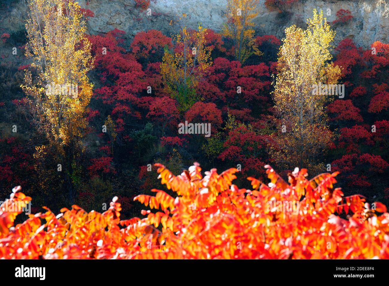 Autumnal coloration of cornicabras (Pistacia terebinthus) in Alcocer ...