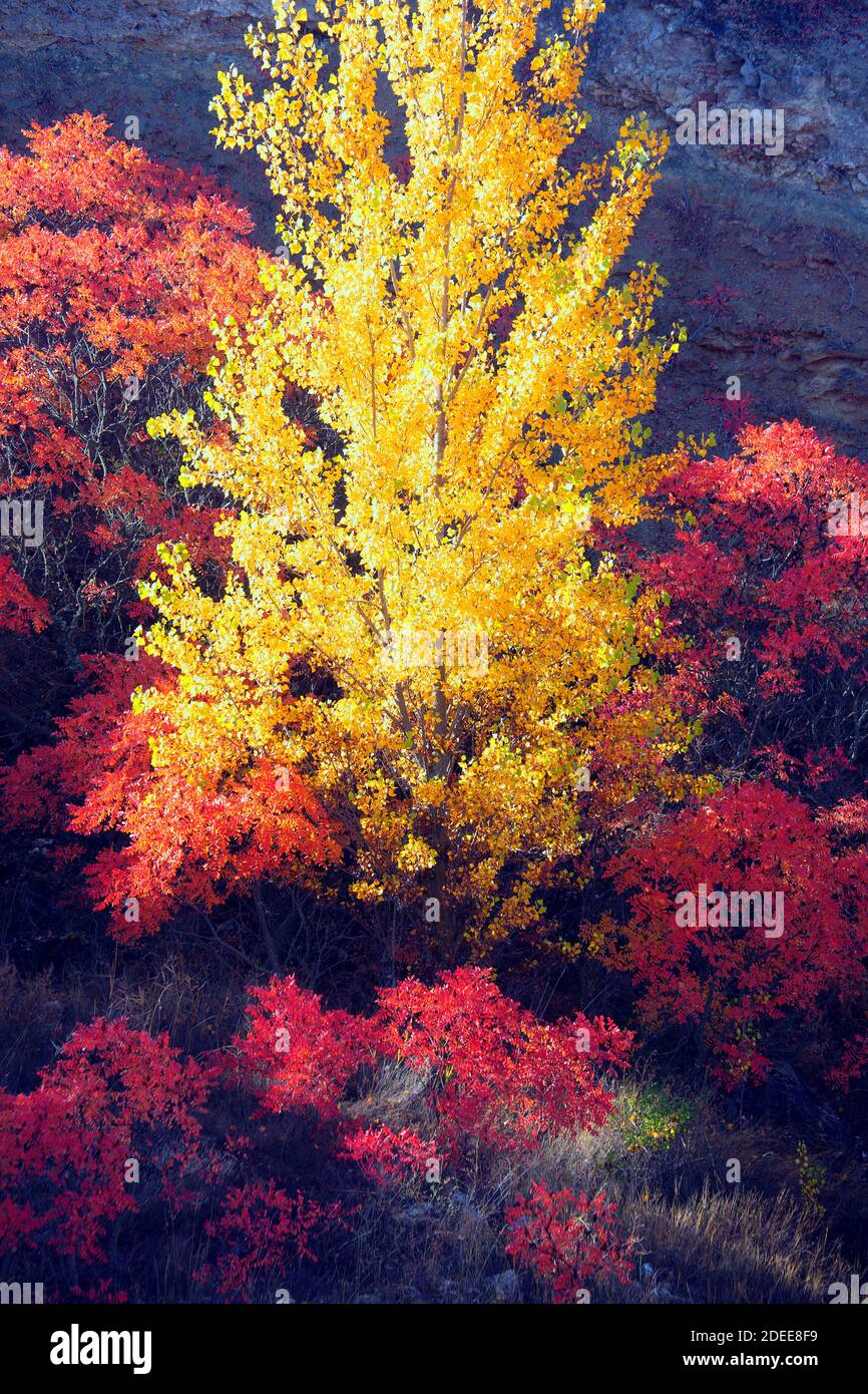 Autumnal coloration of cornicabras (Pistacia terebinthus) in Alcocer ...