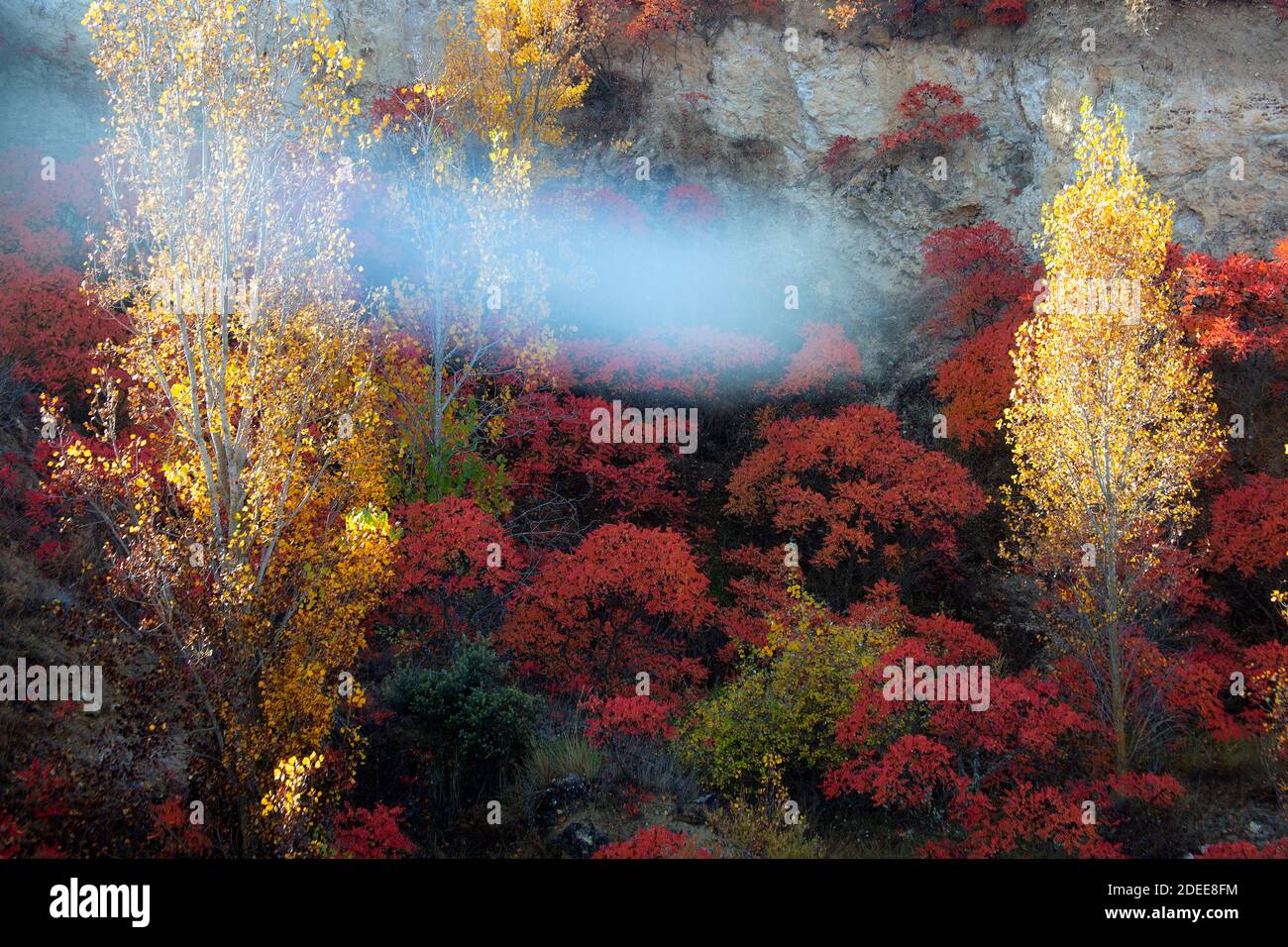 Autumnal coloration of cornicabras (Pistacia terebinthus) in Alcocer ...