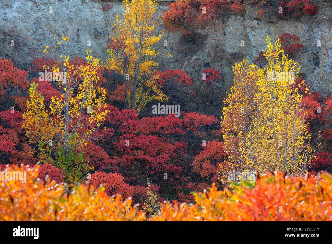 Autumnal coloration of cornicabras (Pistacia terebinthus) in Alcocer ...