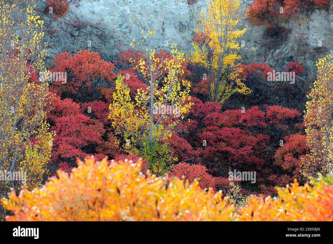 Autumnal coloration of cornicabras (Pistacia terebinthus) in Alcocer ...