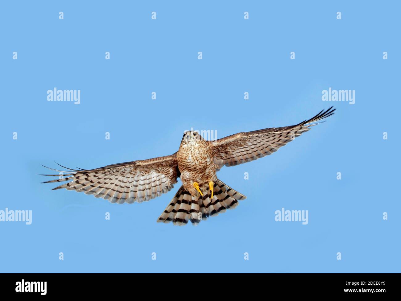 European Sparrowhawk, accipiter nisus, Adult in Flight against Blue Sky ...