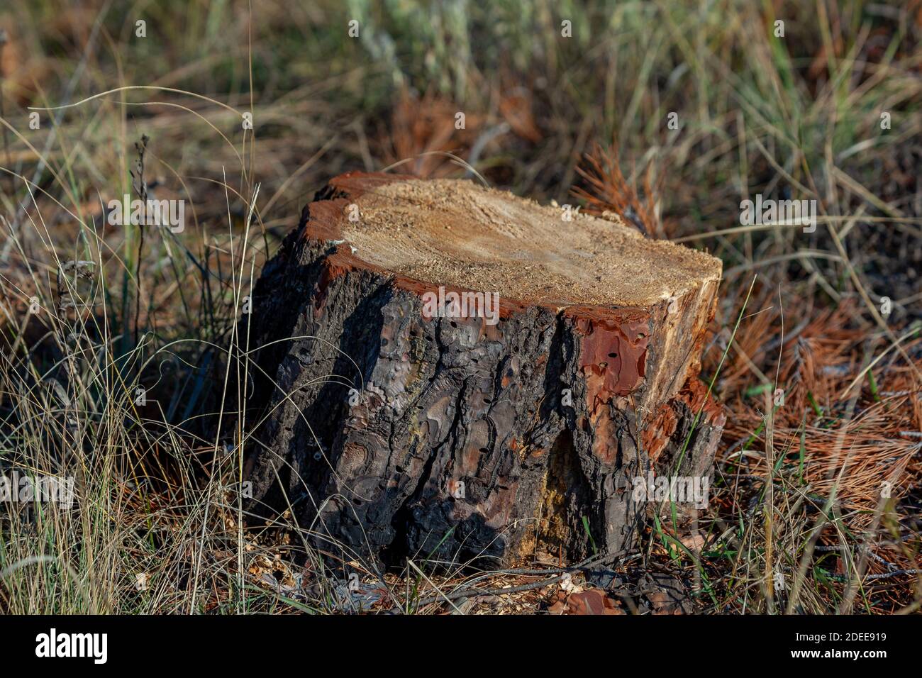 Stump of young pine tree, danger to environment, nature Stock Photo - Alamy