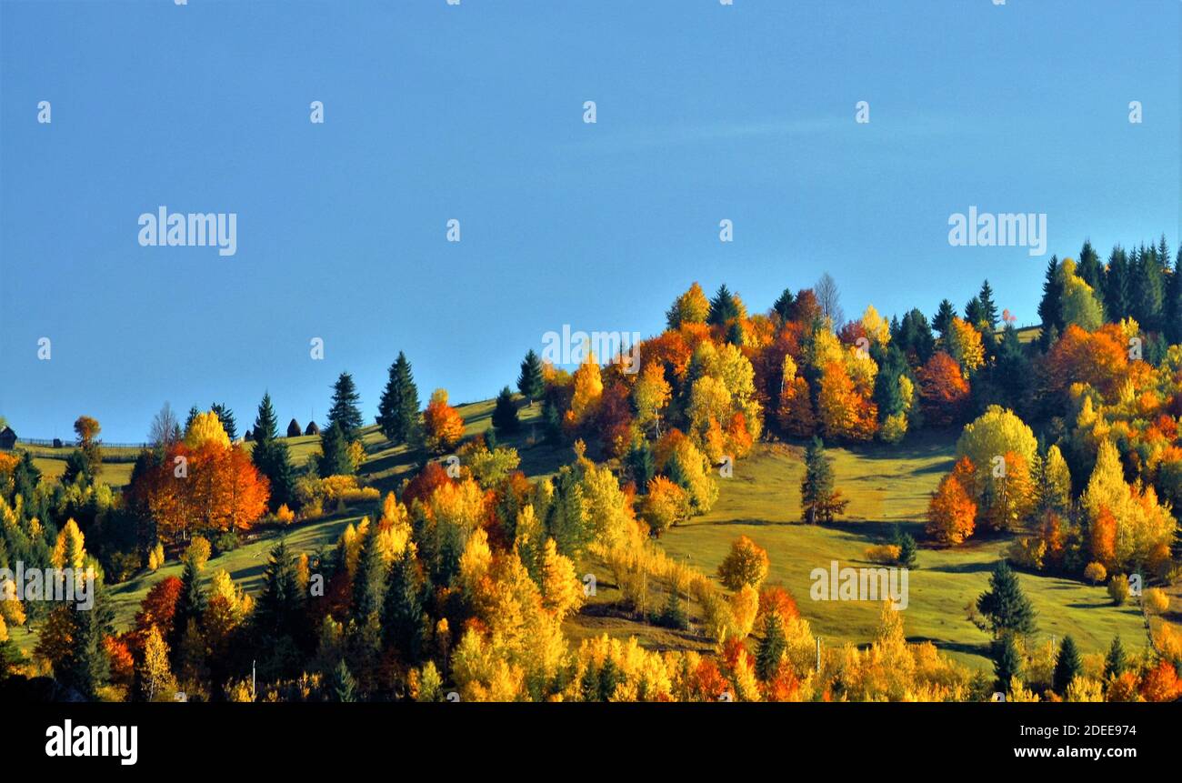 An aerial view of colorful trees on the hill Stock Photo - Alamy