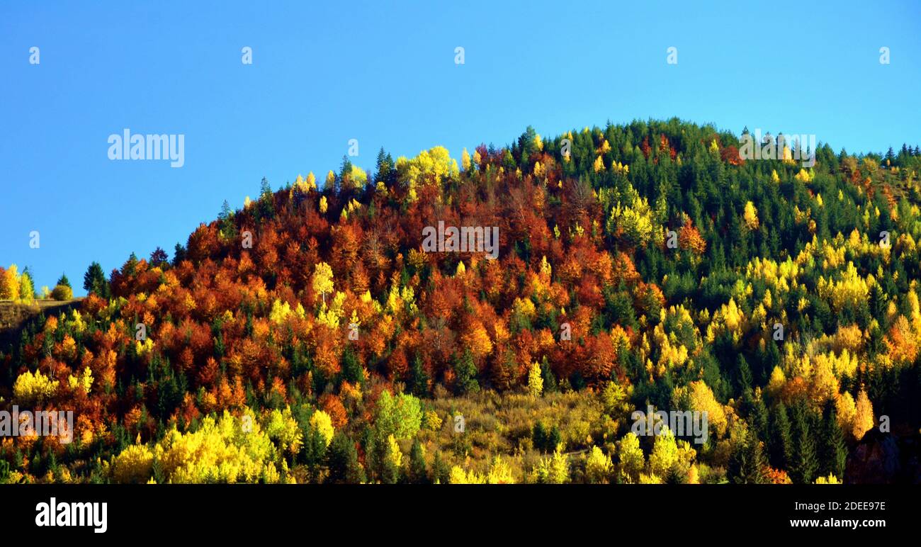 An aerial view of colorful trees on the hill Stock Photo - Alamy