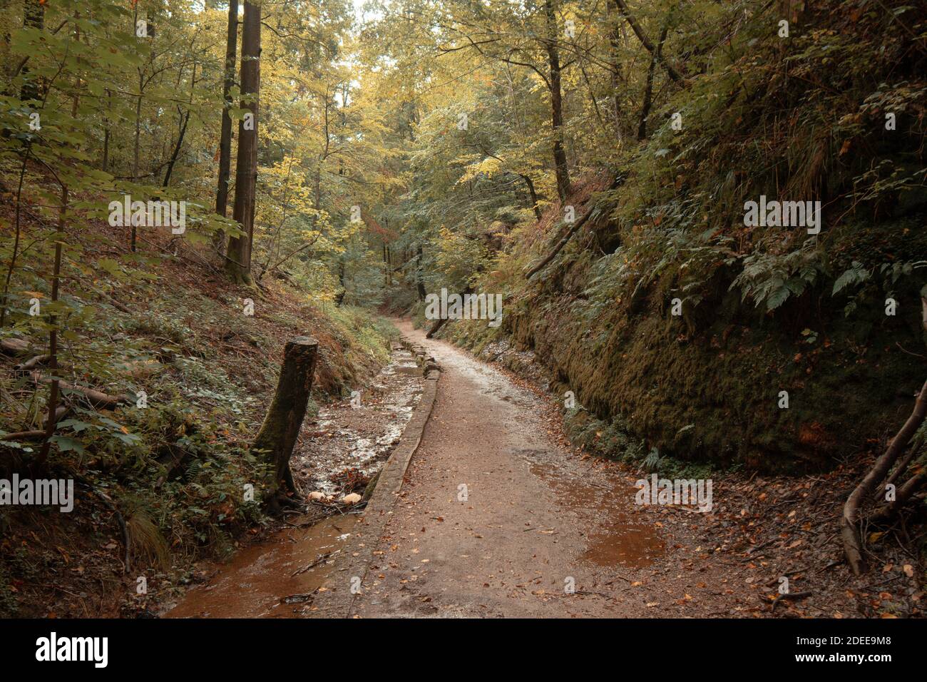The narrow way in the forest in Eisenach in October Stock Photo - Alamy