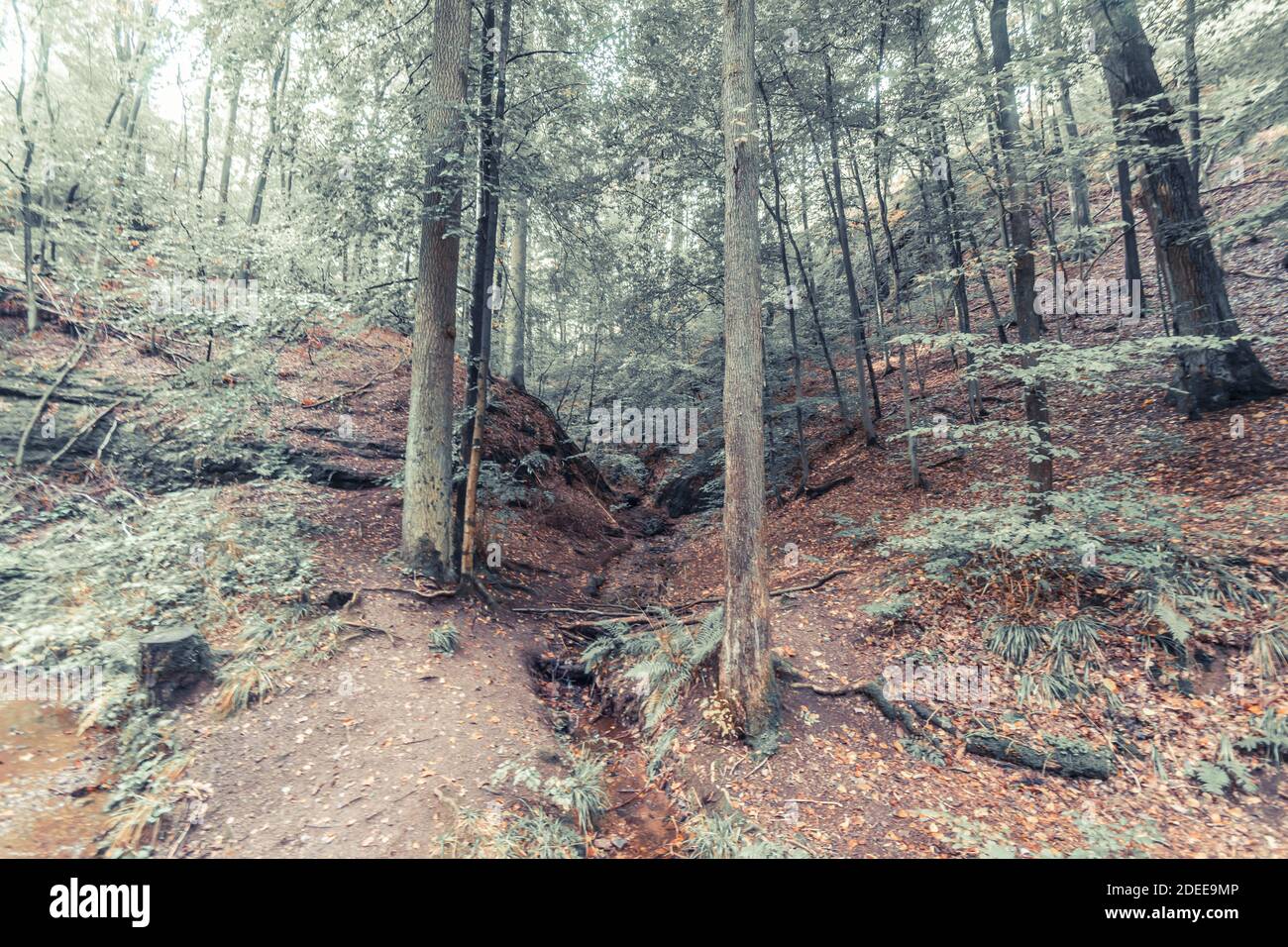 Forest floor covered by a layer of dry leaves with trees growing on a ...