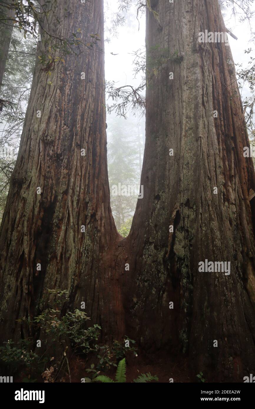 The morning mist surrounding giant sequoia redwood trees and ferns at ...